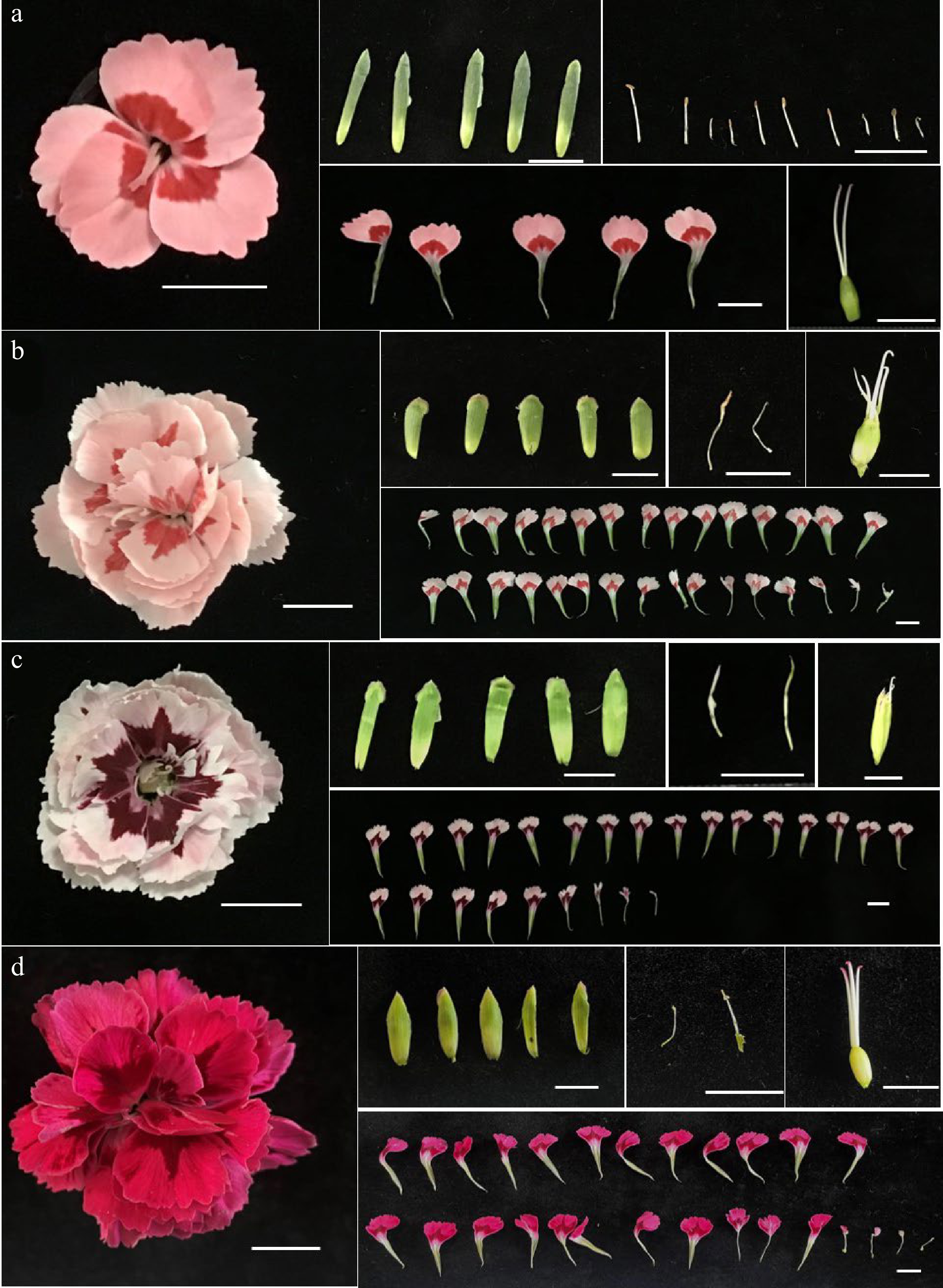 Agamous Gene In Arabidopsis