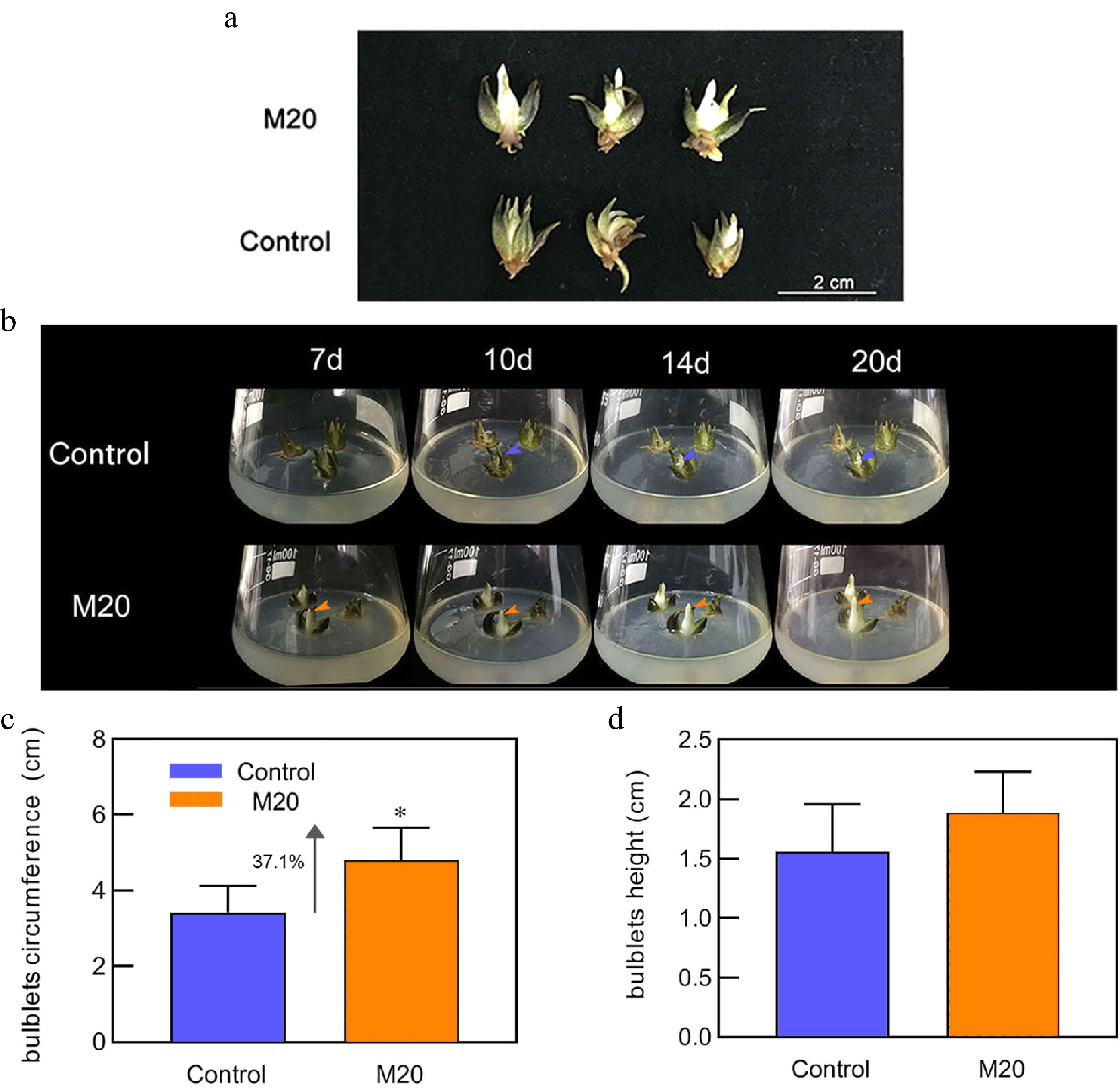Melatonin regulates lily bulblet development through the LoBPM3 - LoRAV ...