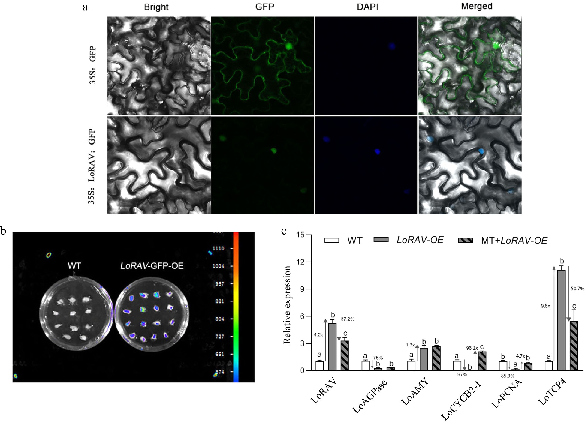 Melatonin regulates lily bulblet development through the LoBPM3 - LoRAV ...