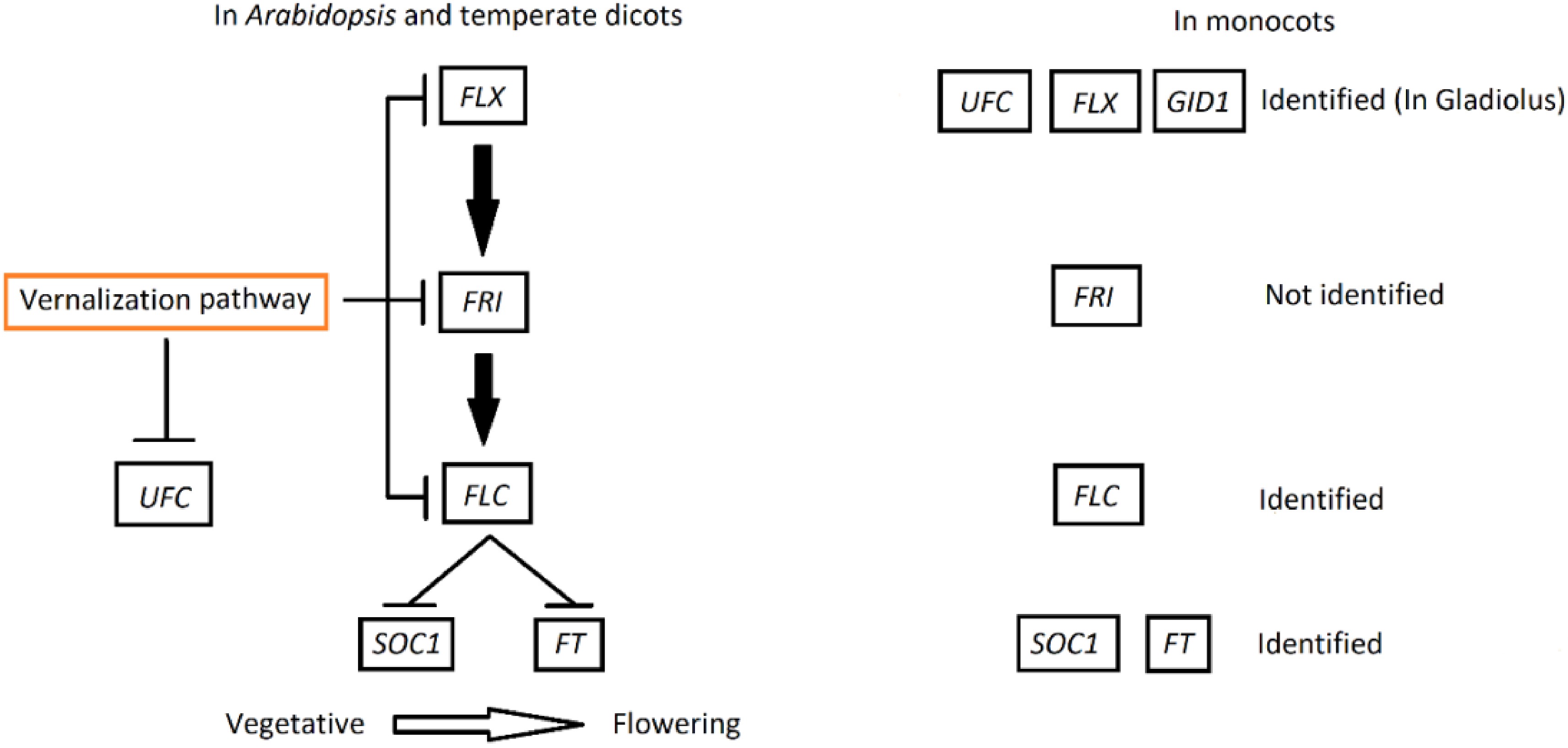 Discovery of UPSTREAM OF FLOWERING LOCUS C ( UFC ) and FLOWERING LOCUS ...