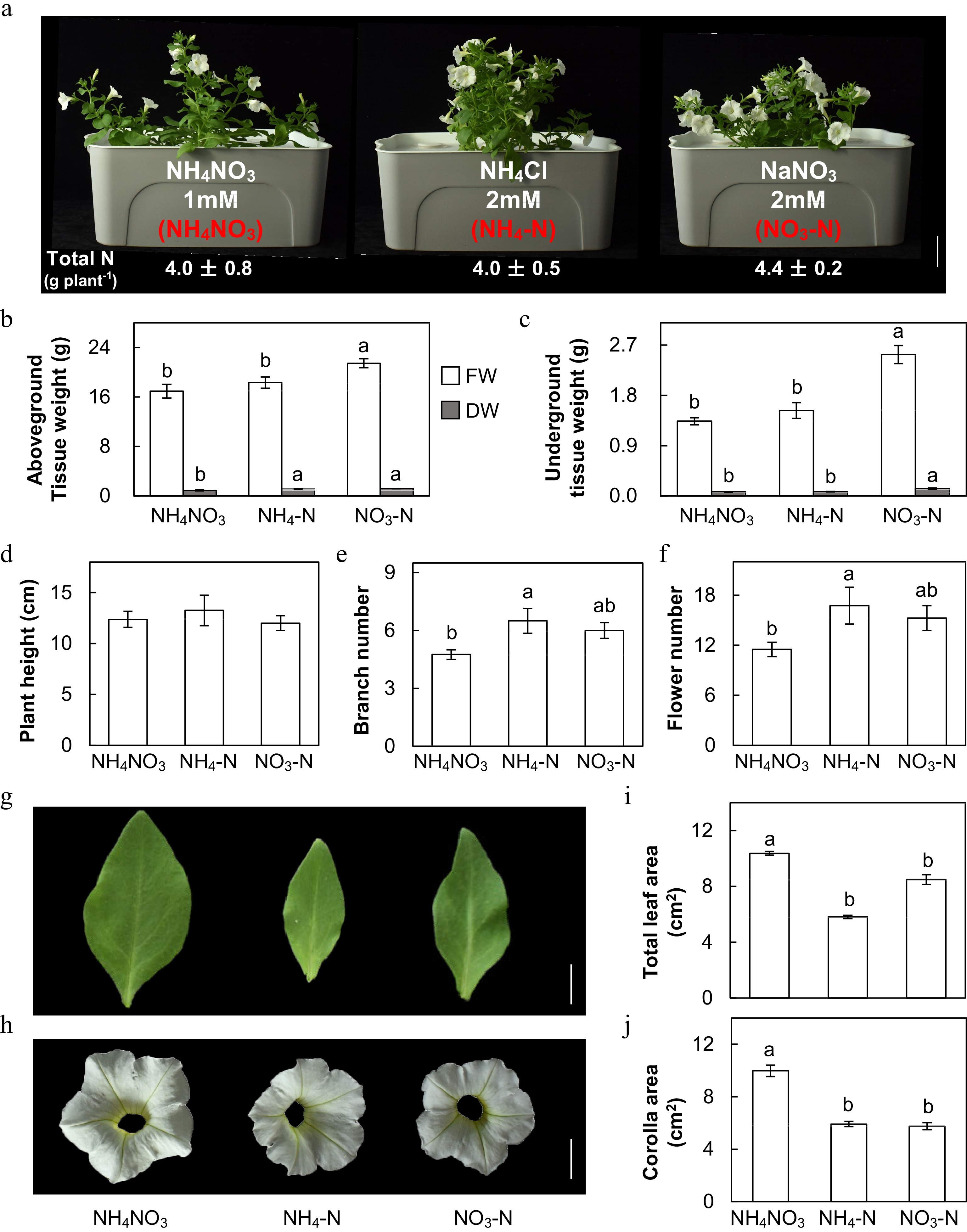 Ammonium and nitrate impact petal color traits and amino acid profiles ...