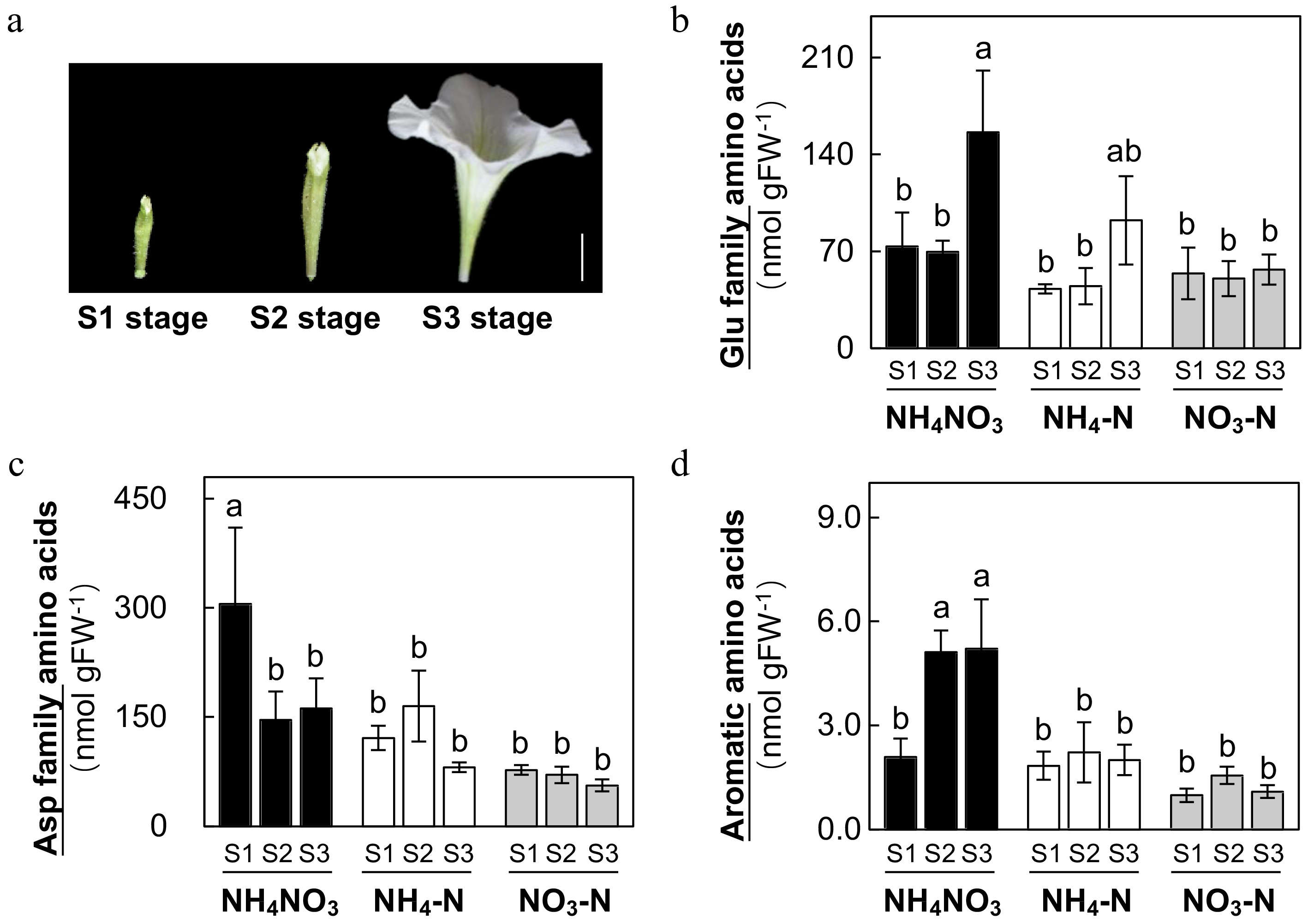 Ammonium and nitrate impact petal color traits and amino acid profiles ...