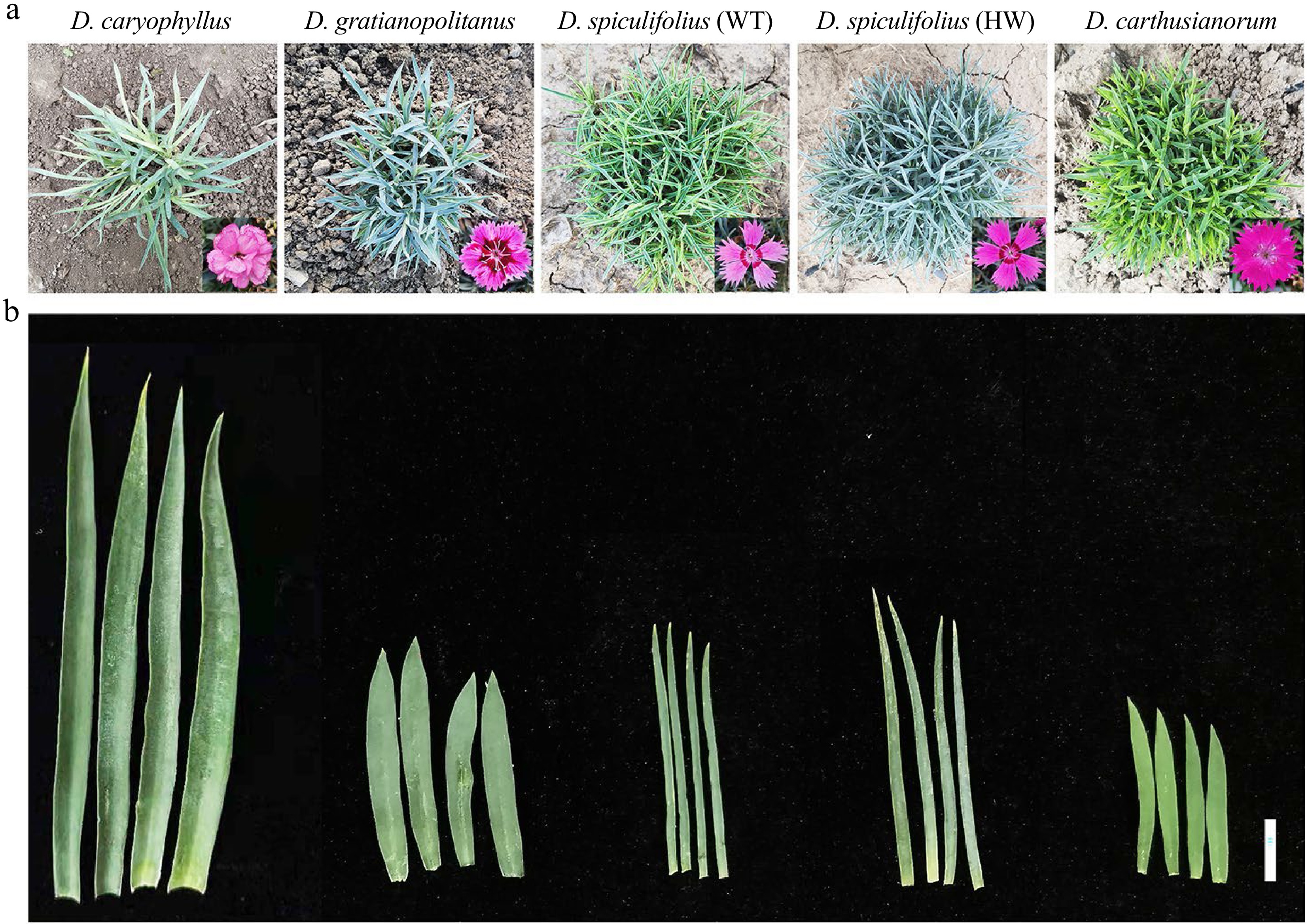 Tubular epicuticular wax is an important trait for limiting non ...