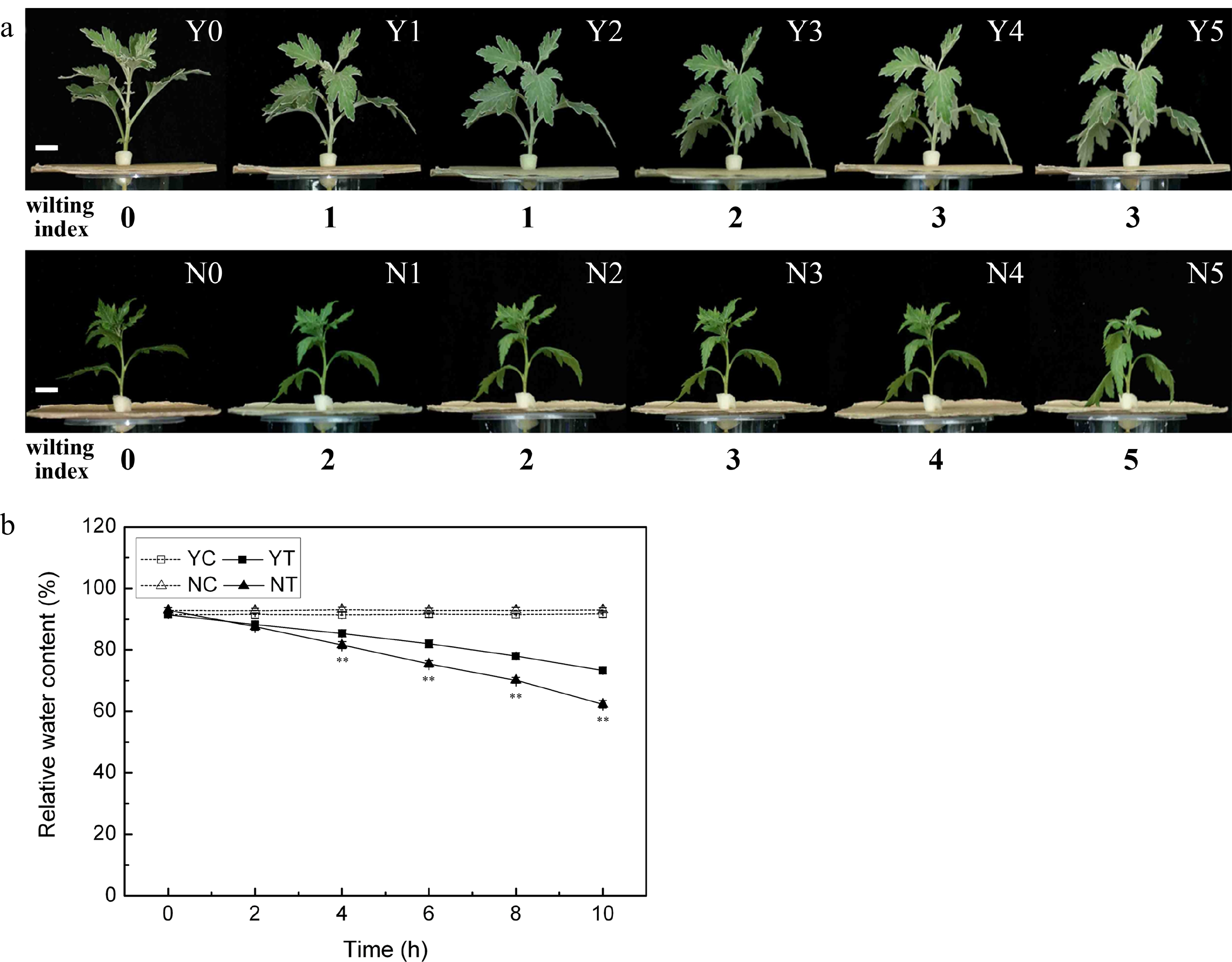 Contrasting responses to drought stress between Chrysanthemum japonense ...