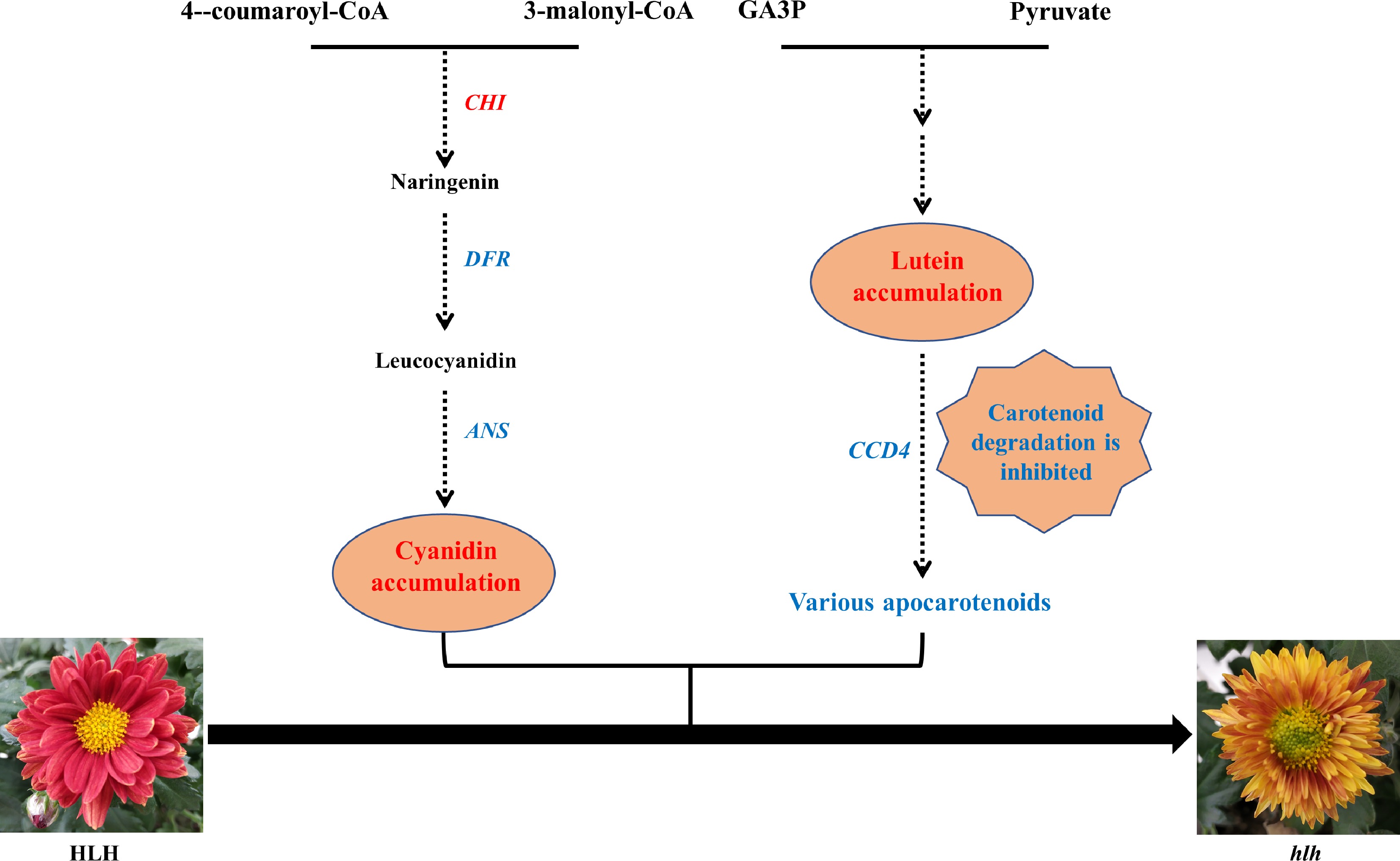 Transcriptome and chemical analyses identify candidate genes associated ...