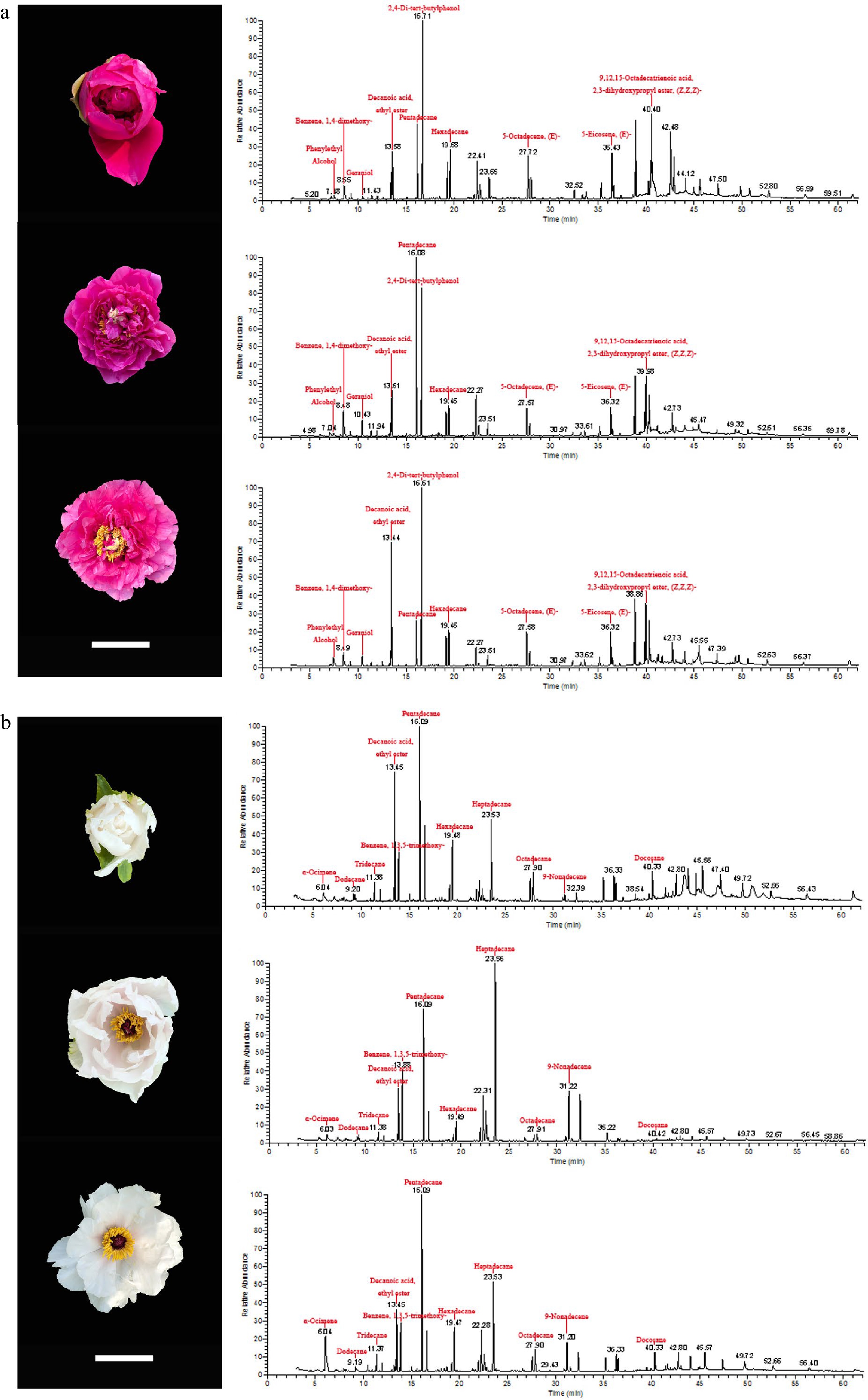 Identification of floral fragrance components in an F 1 population ...