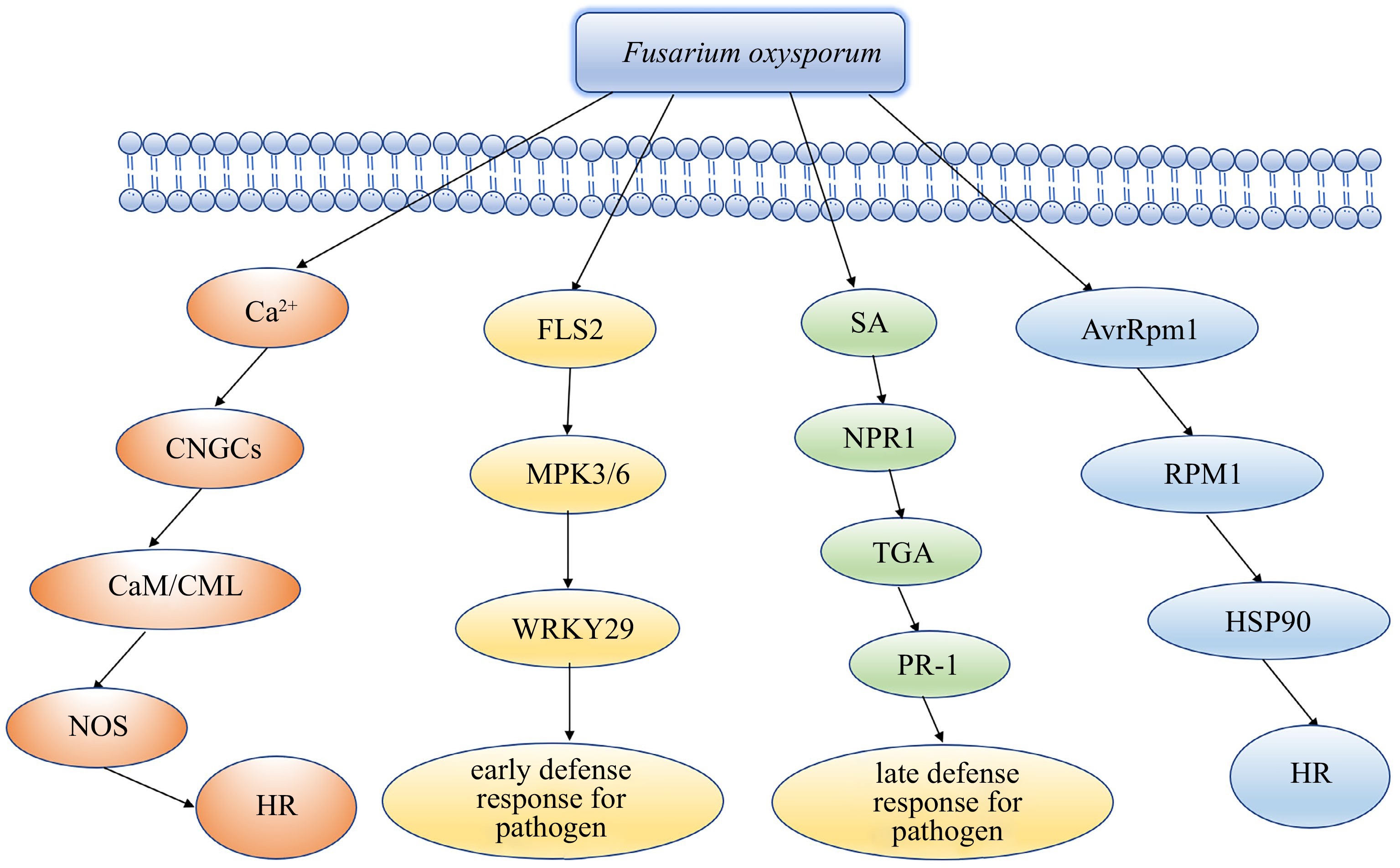 Comparative transcriptome and proteome analysis of lily clones ...