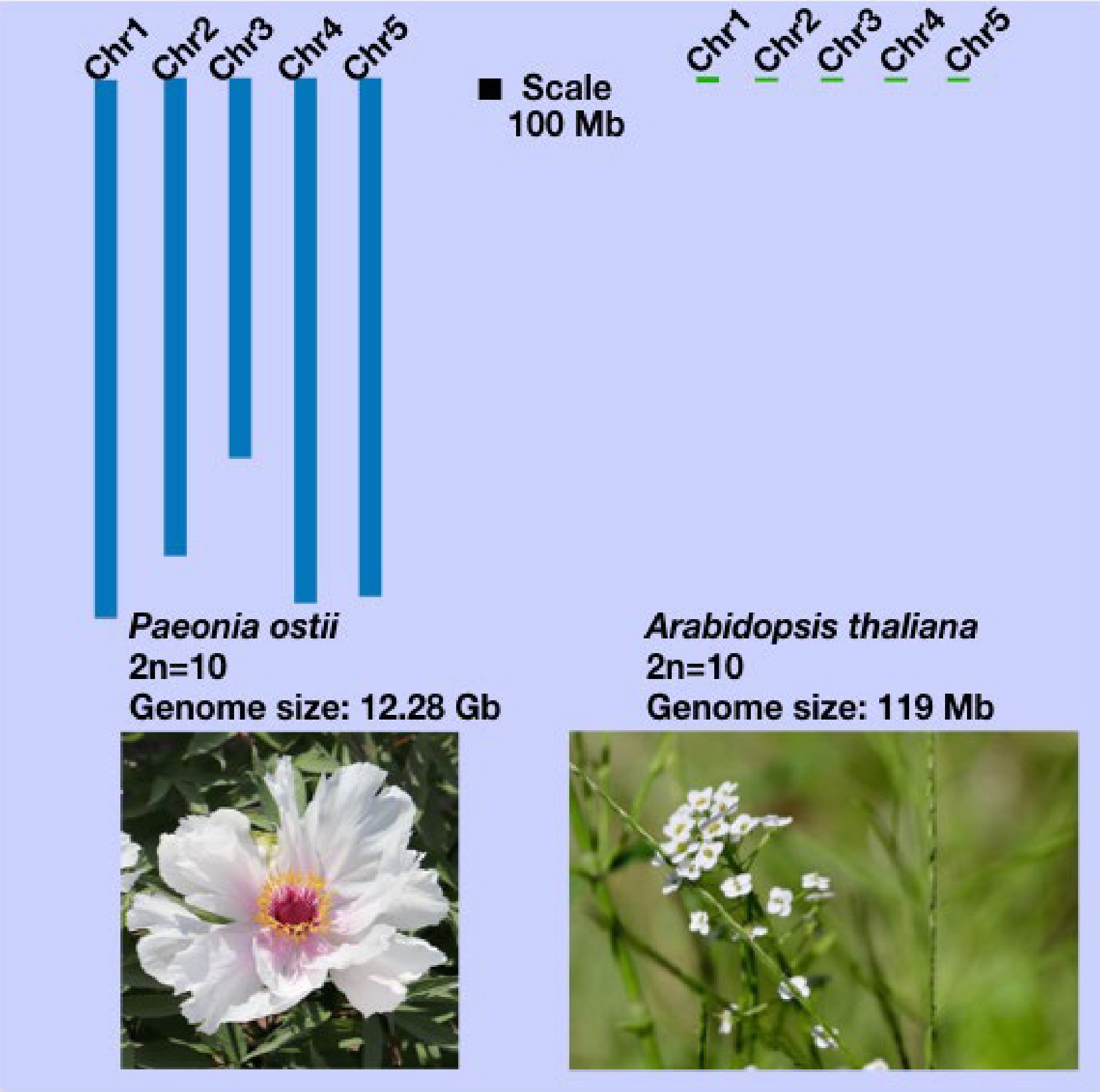 Plant genomes toward goals of decoding both complex and complete sequences