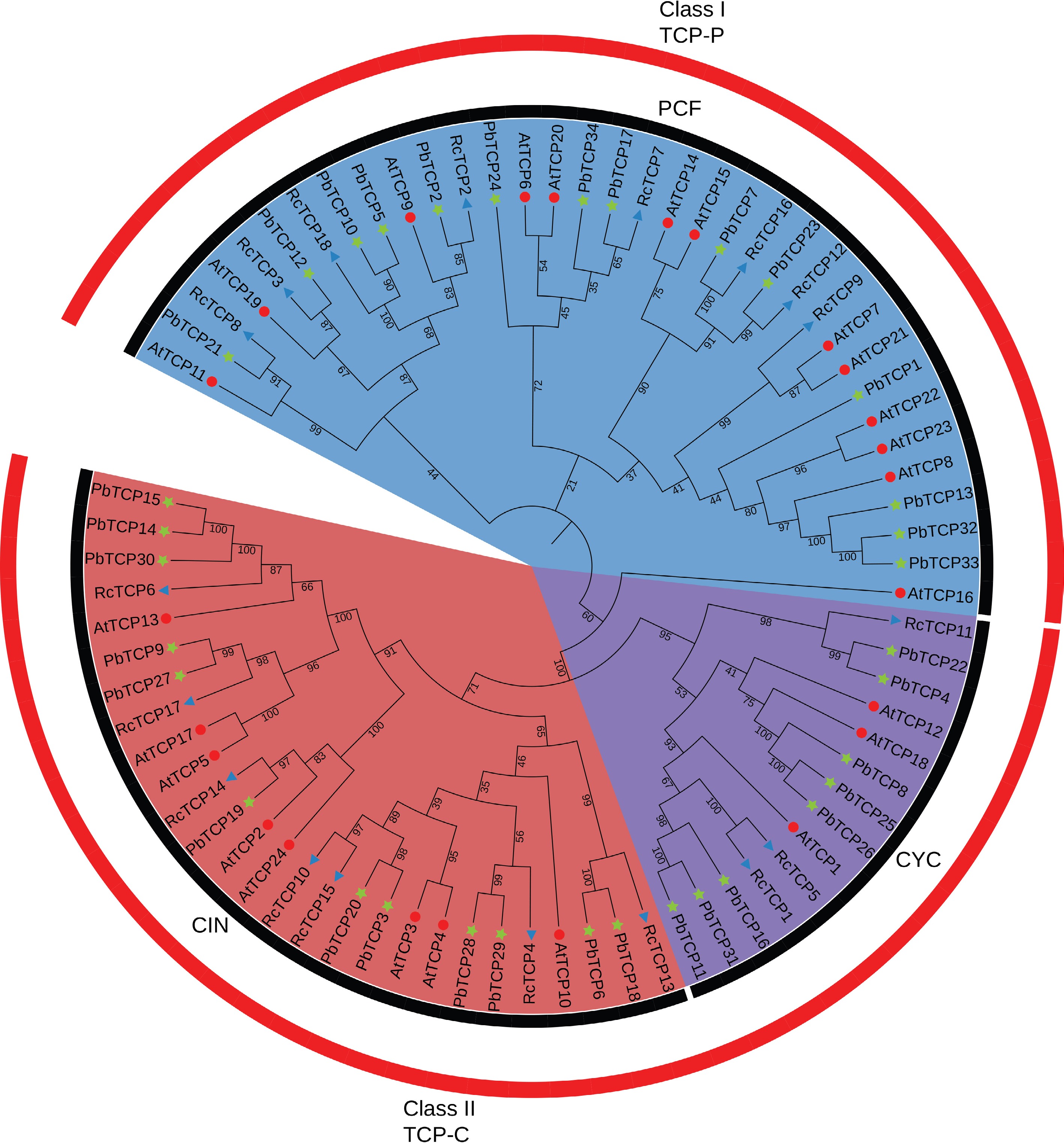 Genome-wide identification and analysis of TCP transcription factor genes in Rosa chinensis in ...
