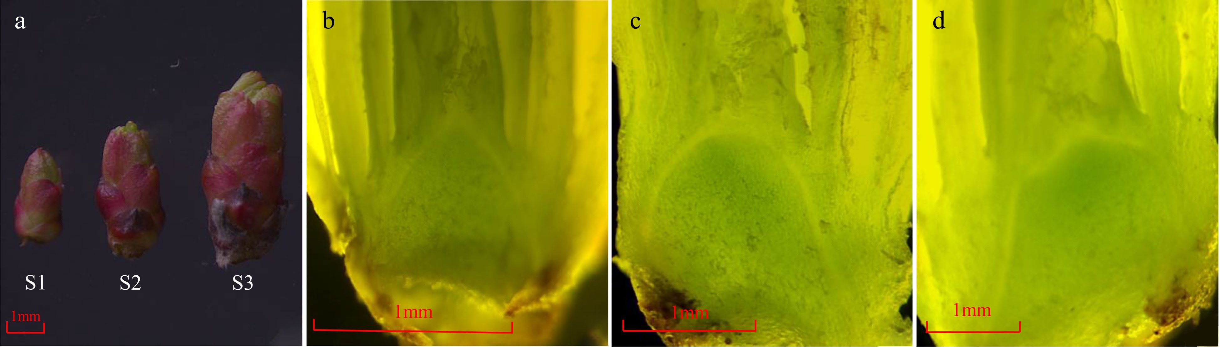 Physiological and transcriptome analyses to infer regulatory networks ...