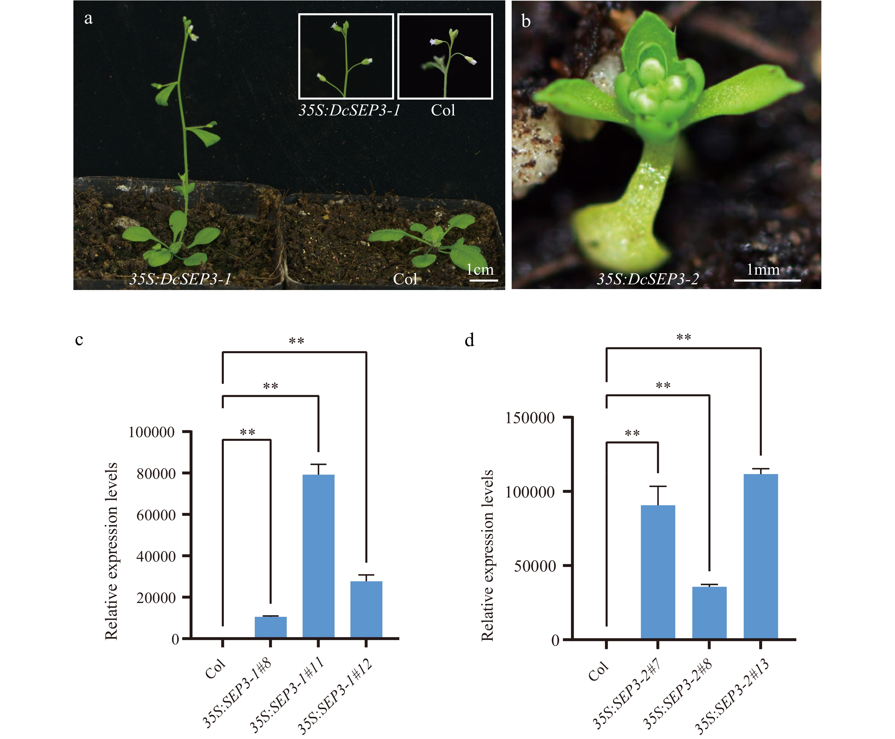 Identification and characterization of class E genes involved in floral ...