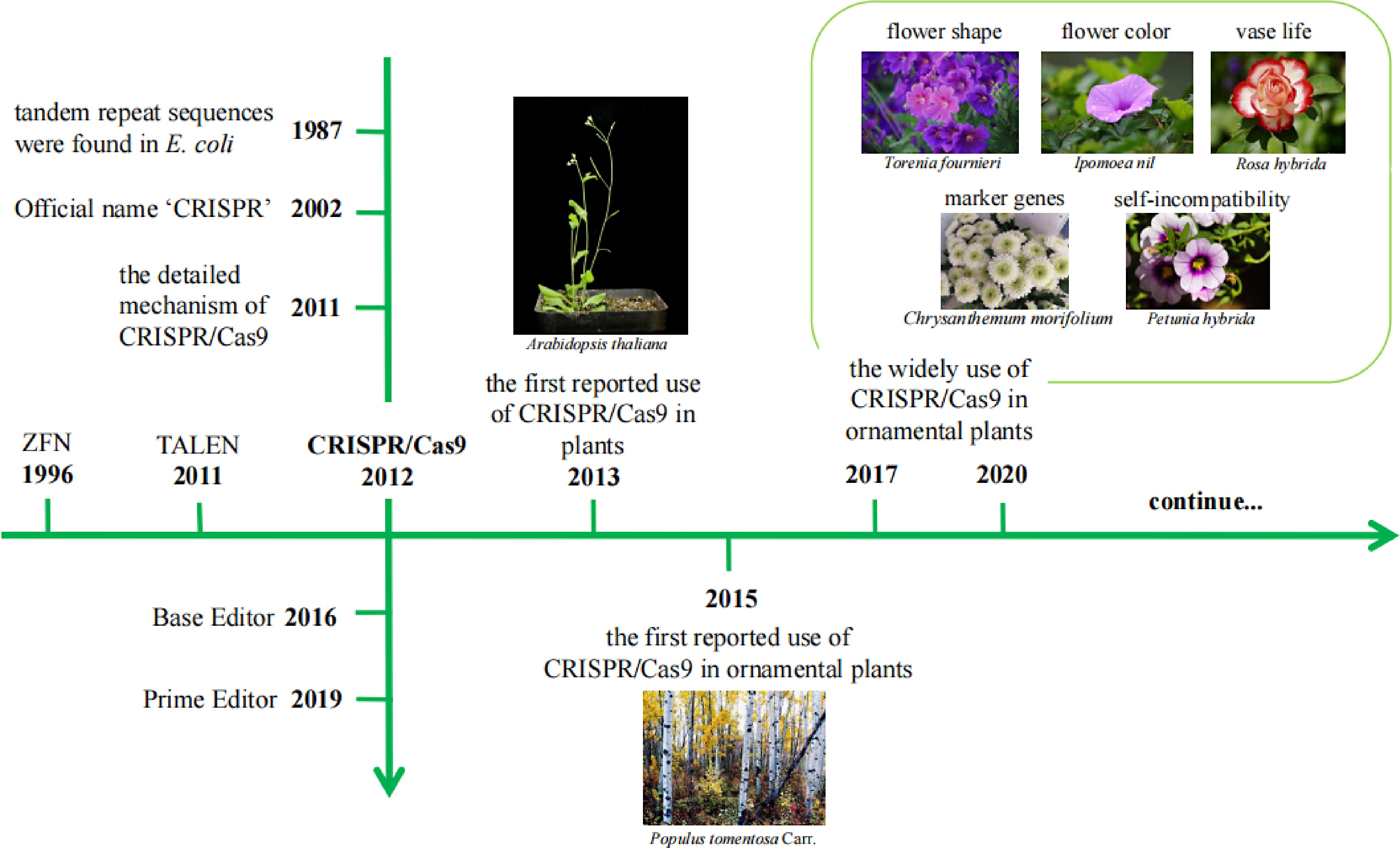 Ornamental plant gene editing Past, present and future