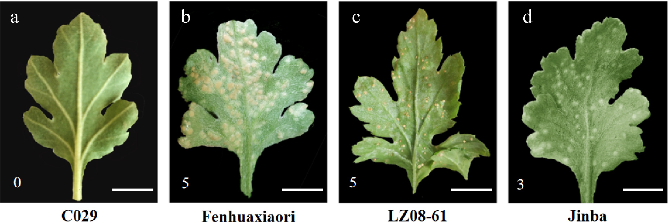 Cloning and identification of CmCC - NB - ARC , a chrysanthemum white ...