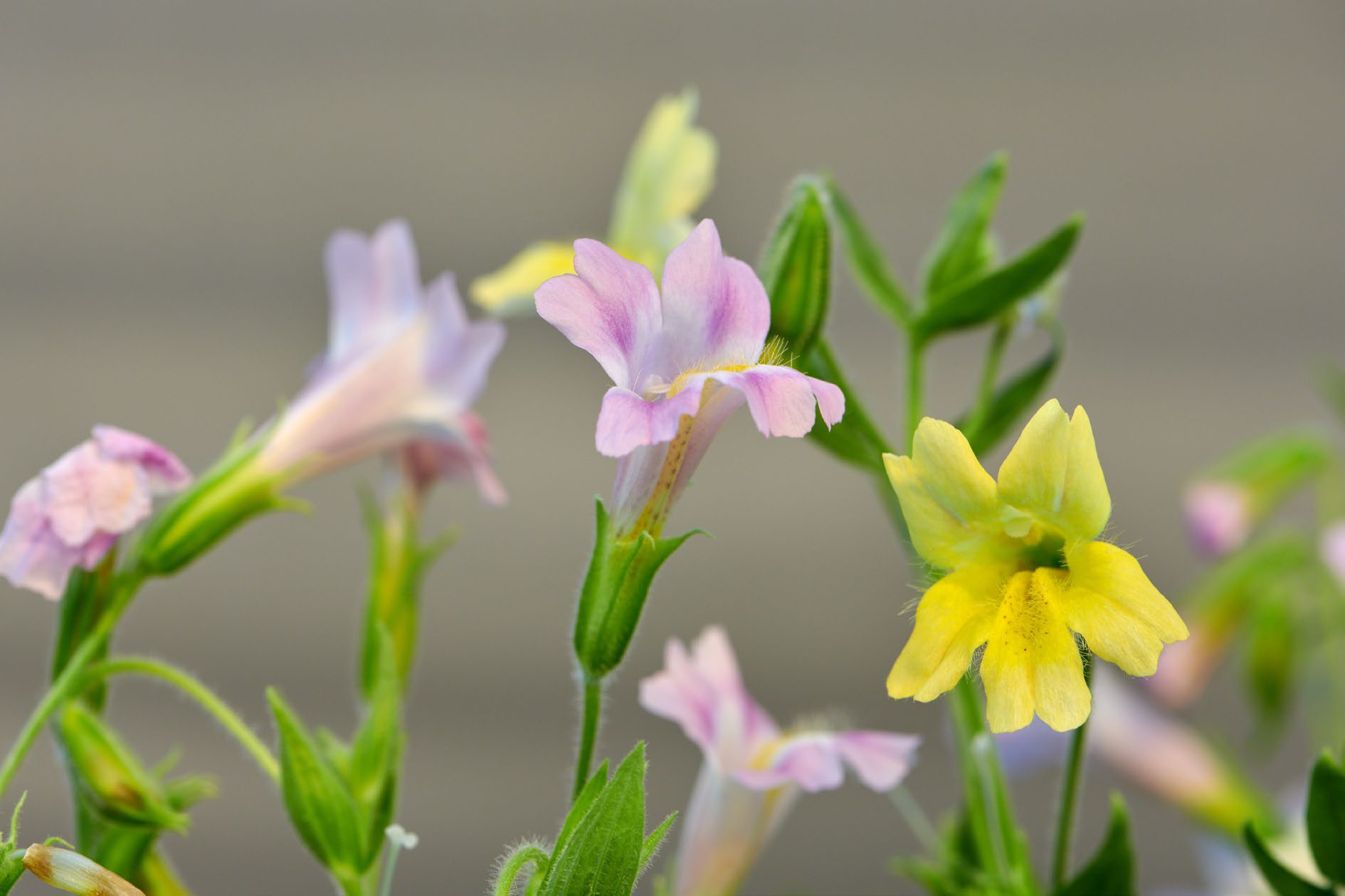Flower color evolution The rise and fall of a new noncoding gene