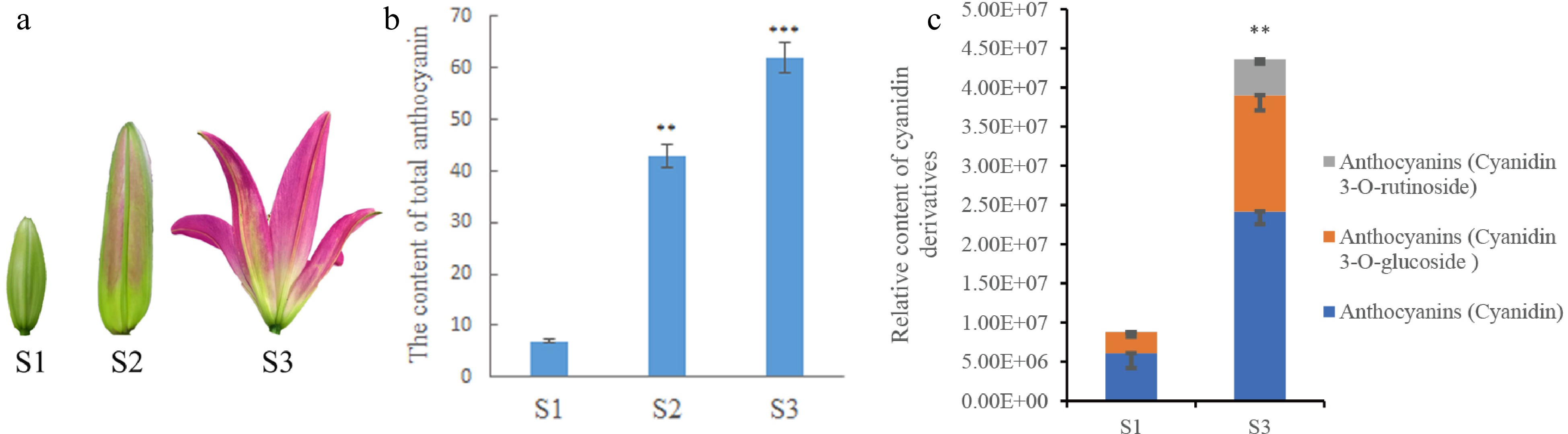 Insights into microRNA regulation of flower coloration in a lily ...