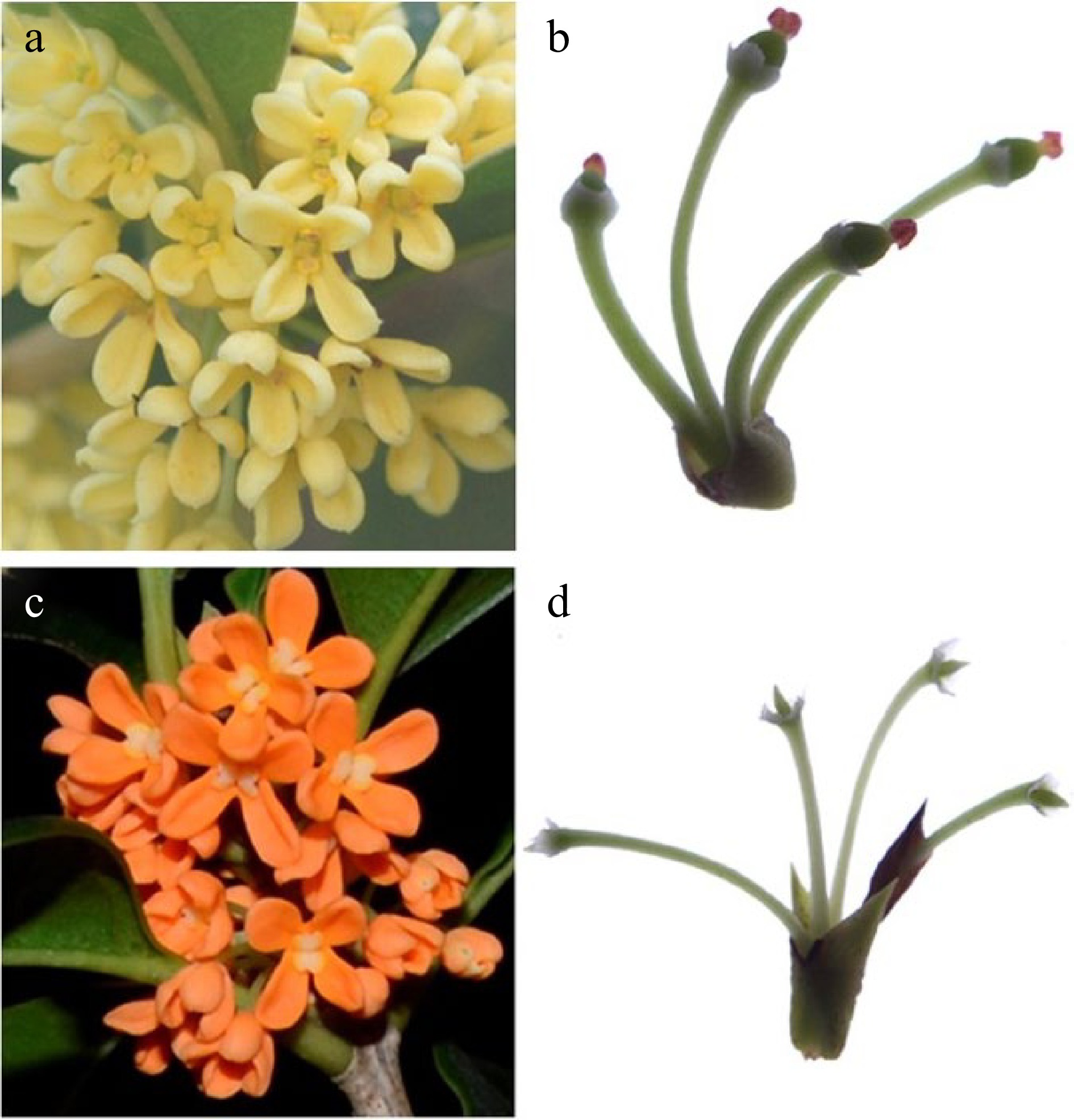 Floral bud differentiation and mechanism underlying androdioecy of ...