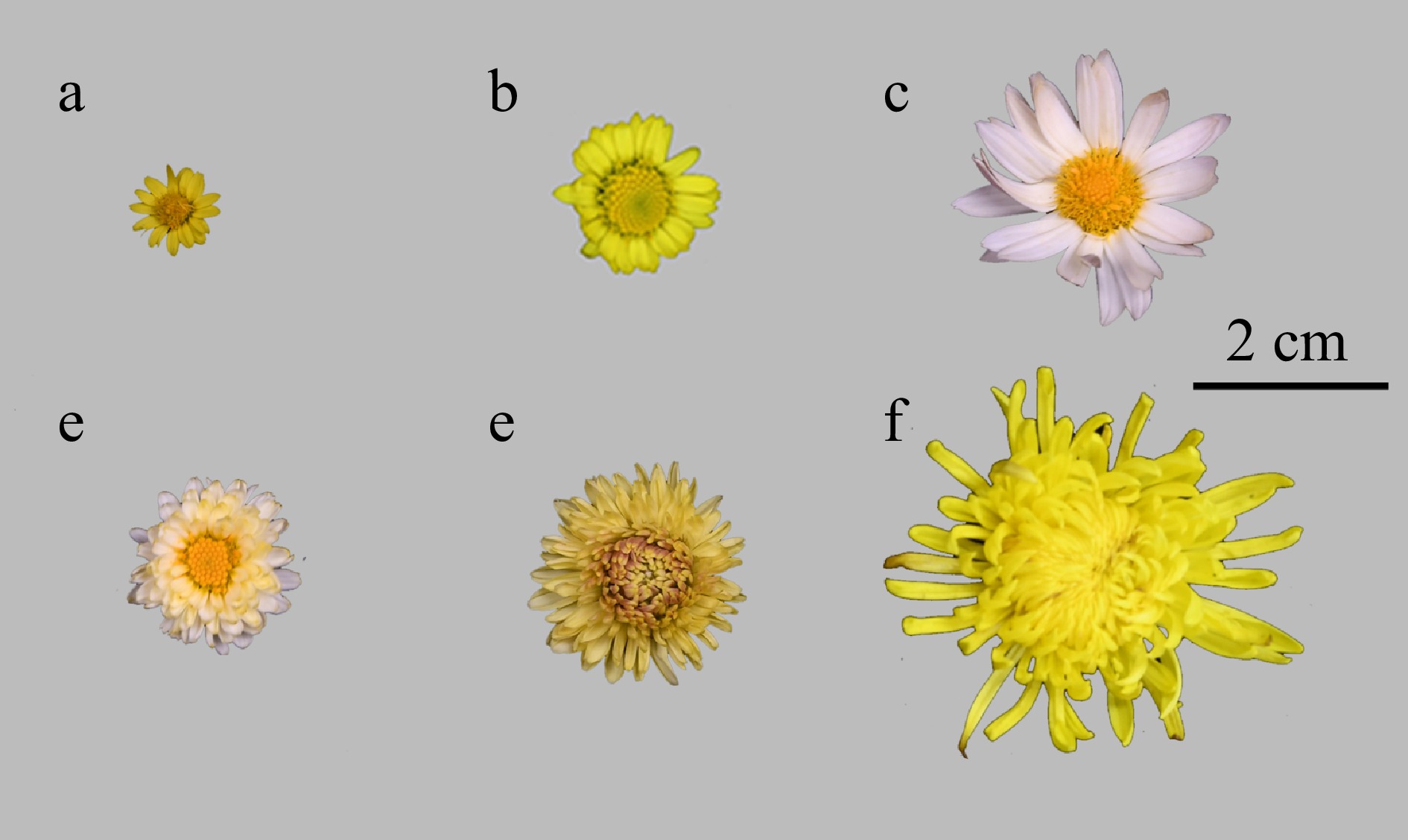 Analysis of fragrance compounds in flowers of C hrysanthemum genus