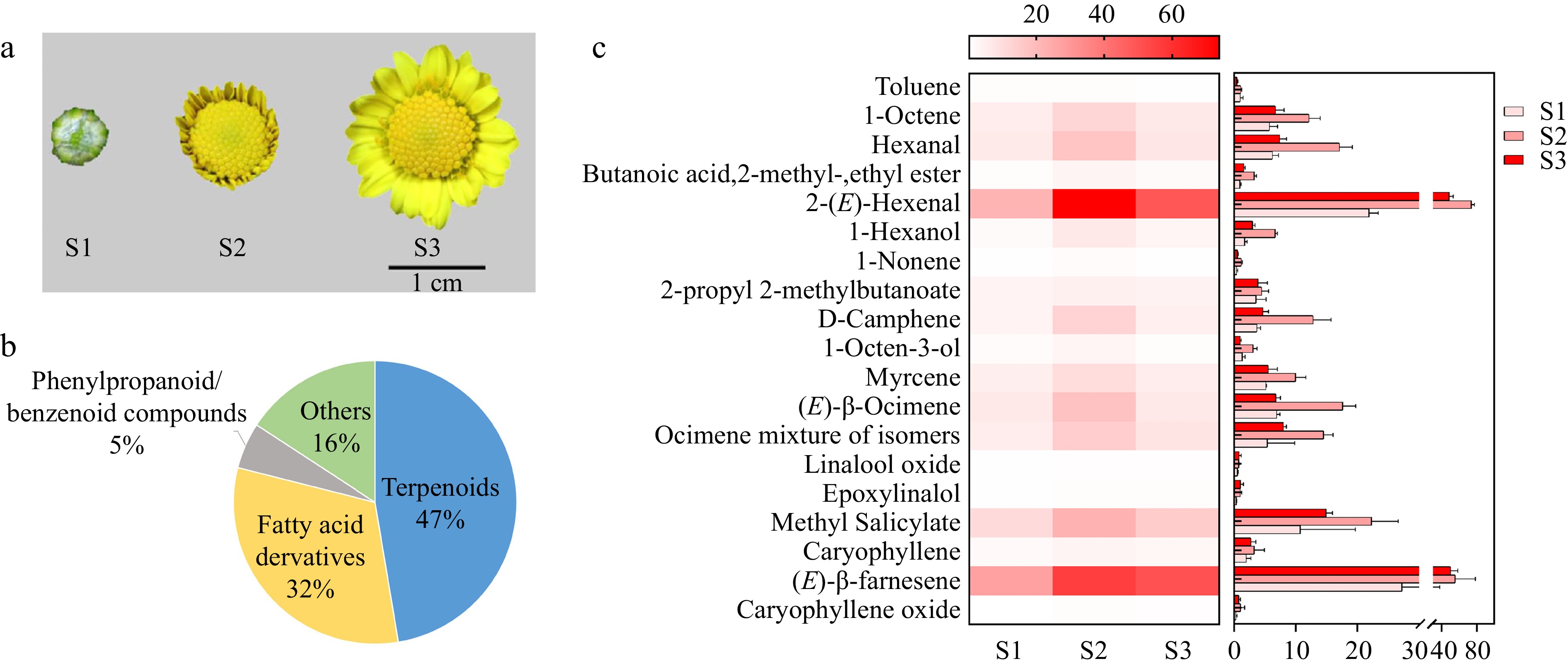 Analysis of fragrance compounds in flowers of C hrysanthemum genus