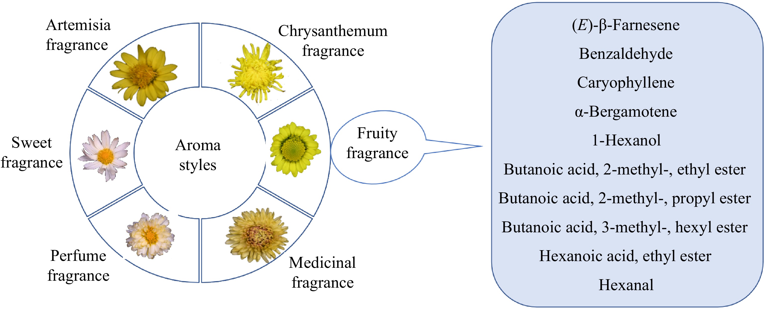 Analysis of fragrance compounds in flowers of C hrysanthemum genus
