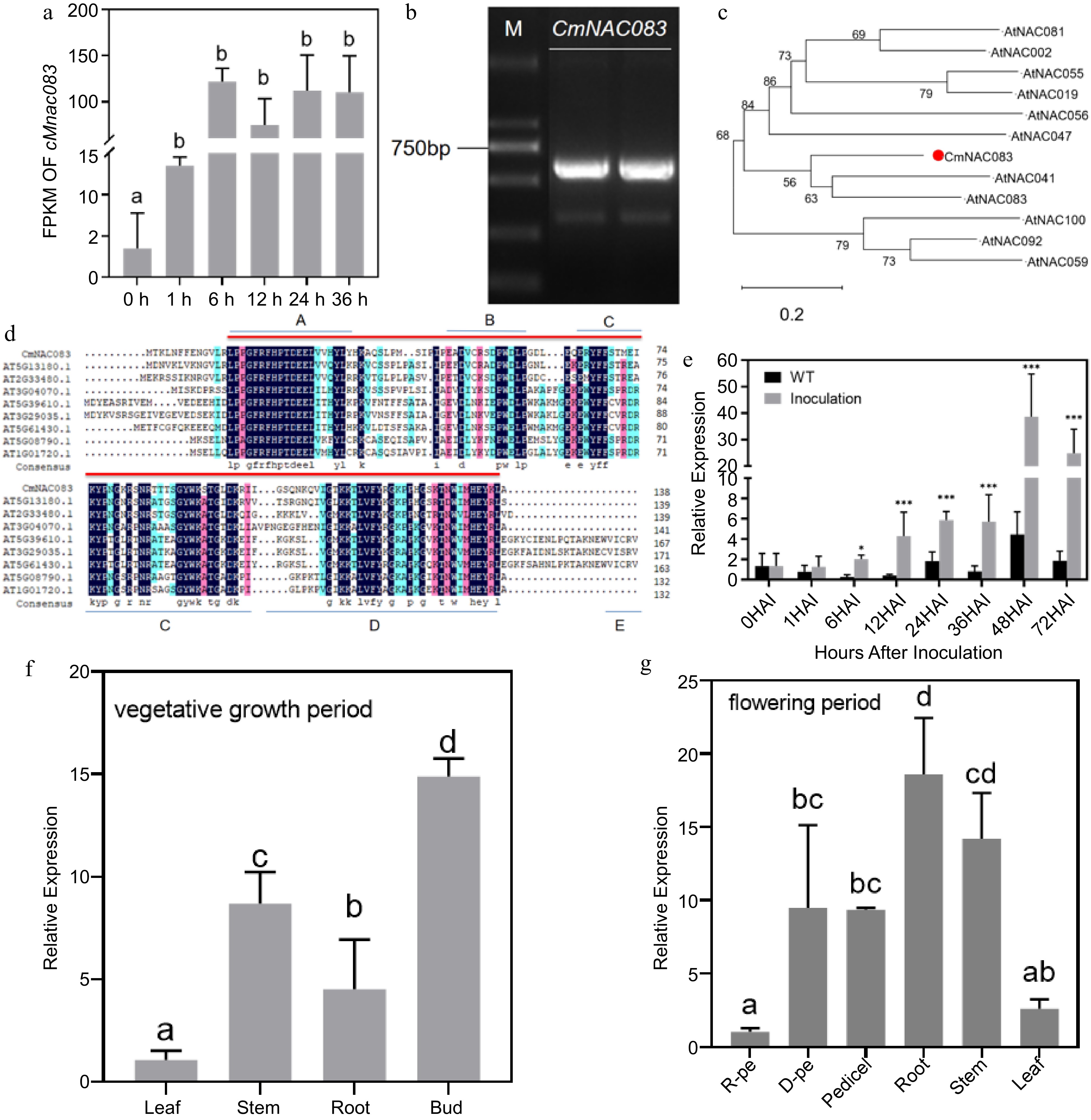 CmNAC083 regulates resistance to Alternaria alternata via reactive ...
