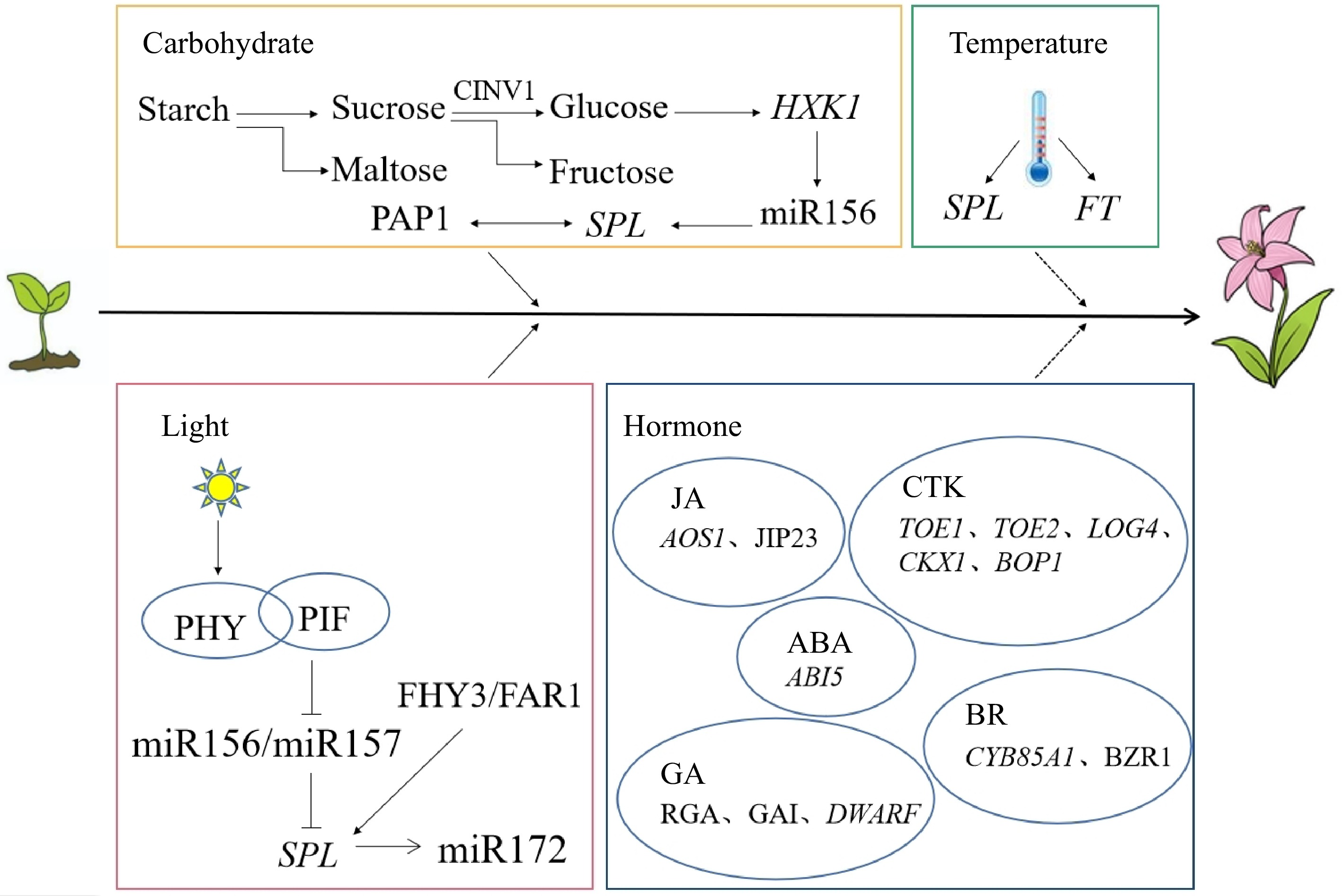 Juvenile phase: an important phase of the life cycle in plants