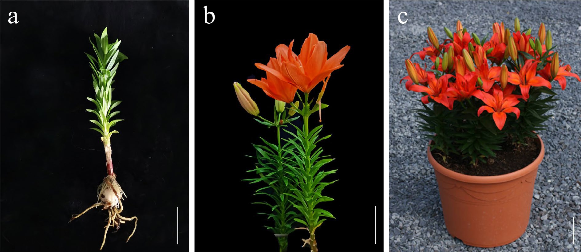 Cytokinins influence bulblet formation by modulating sugar metabolism ...