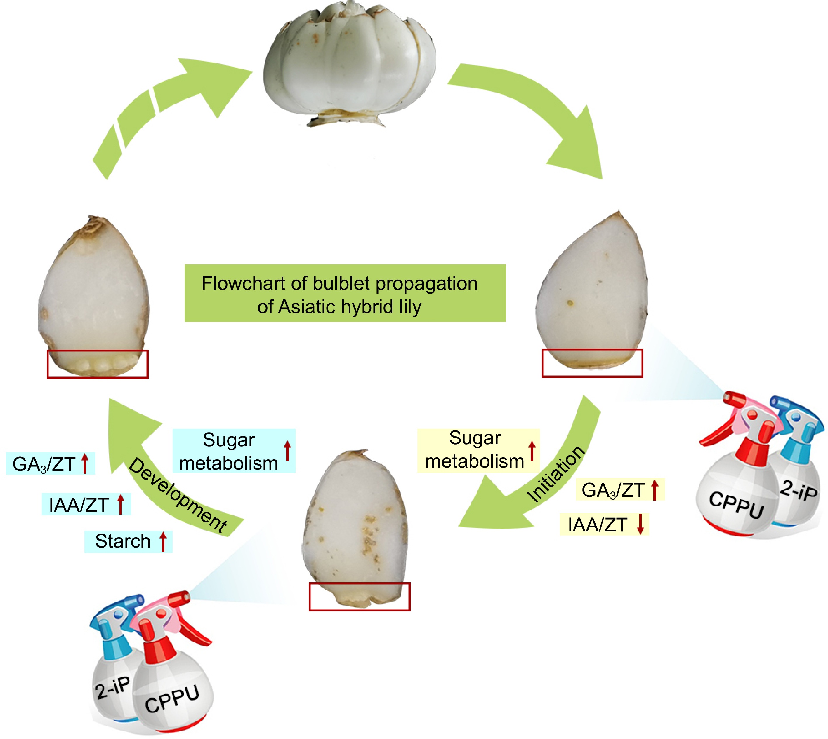 Cytokinins influence bulblet formation by modulating sugar metabolism ...