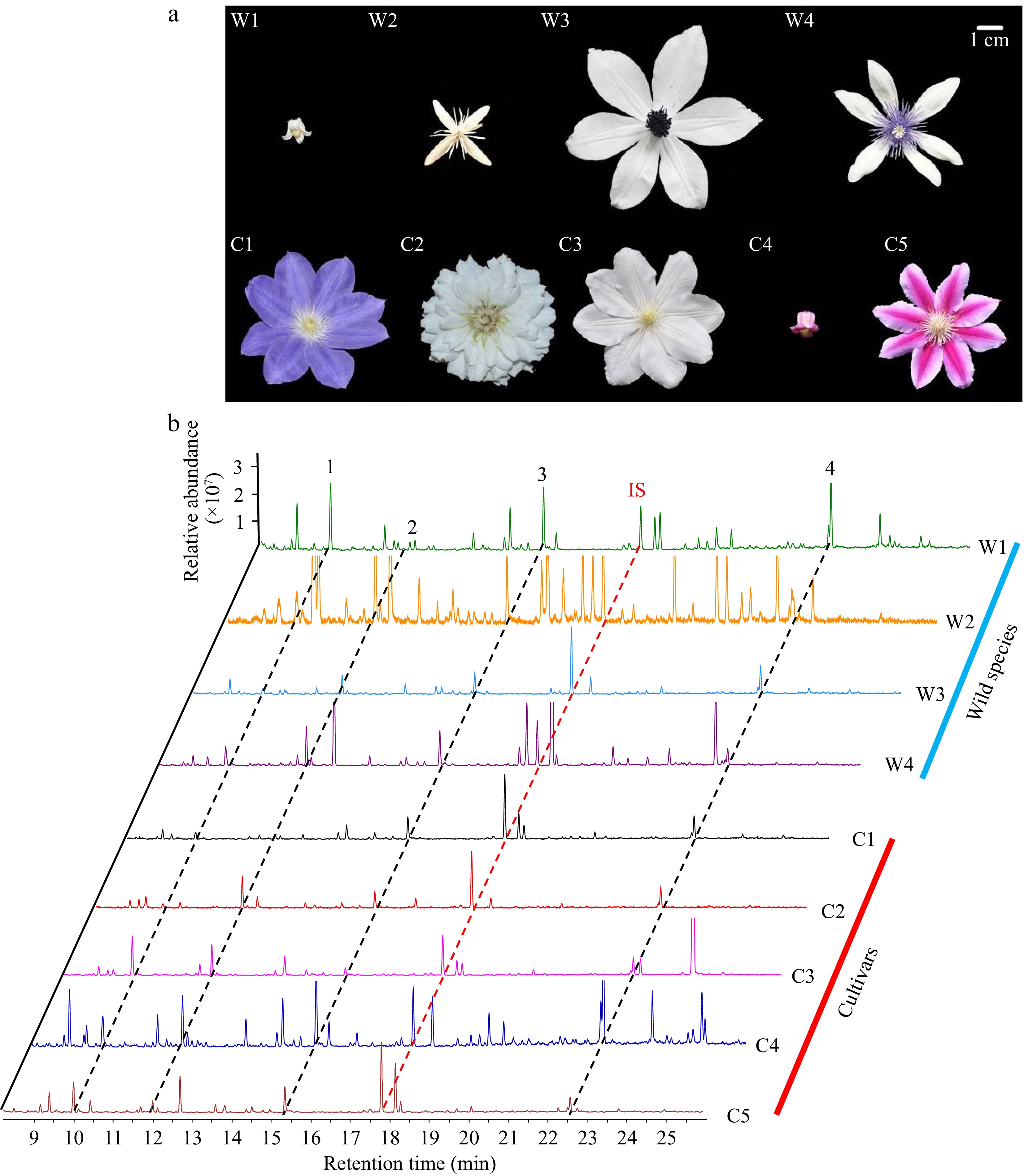 Diversity and intraspecific variation of floral volatile compounds ...