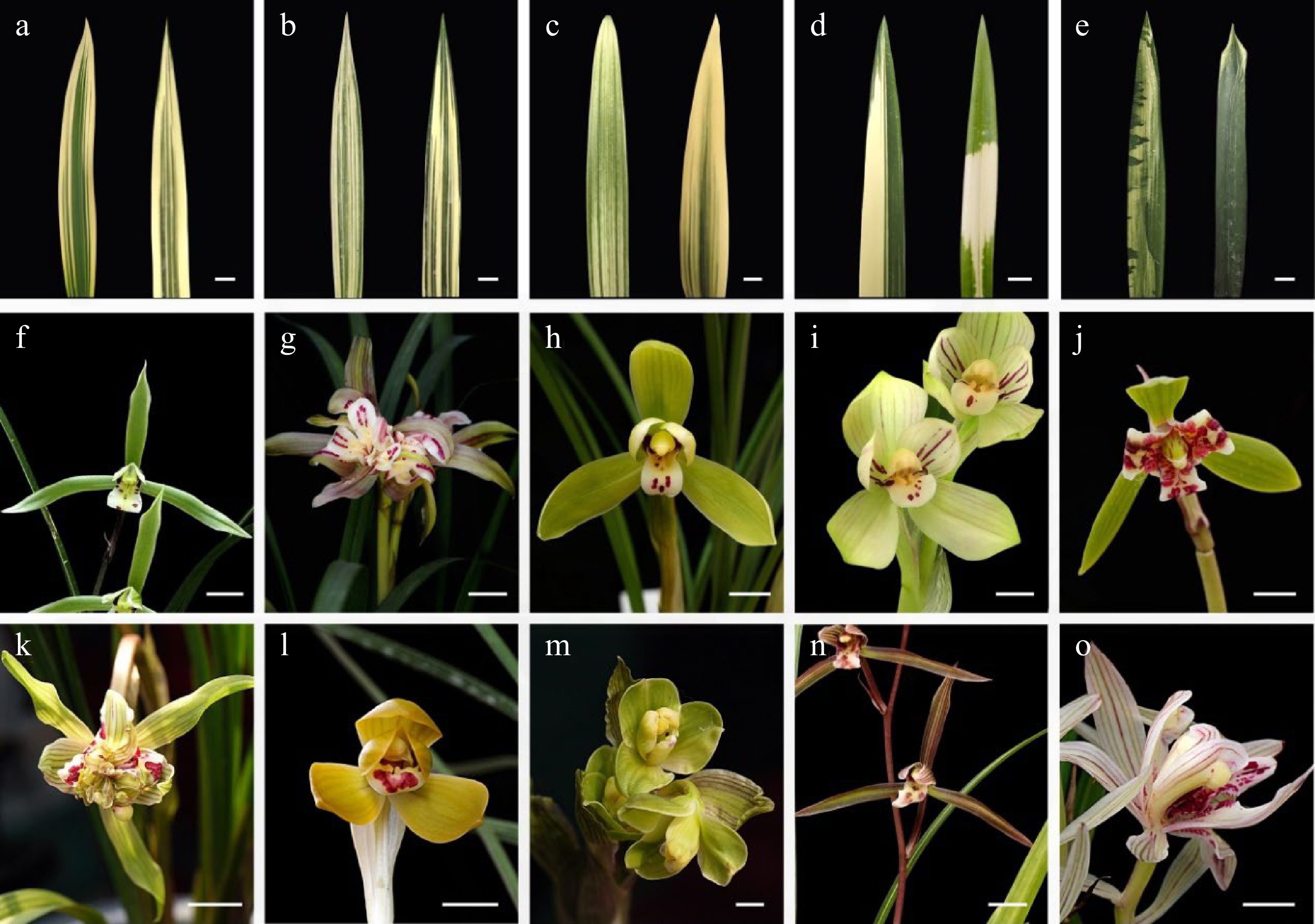Orchid Plant Types