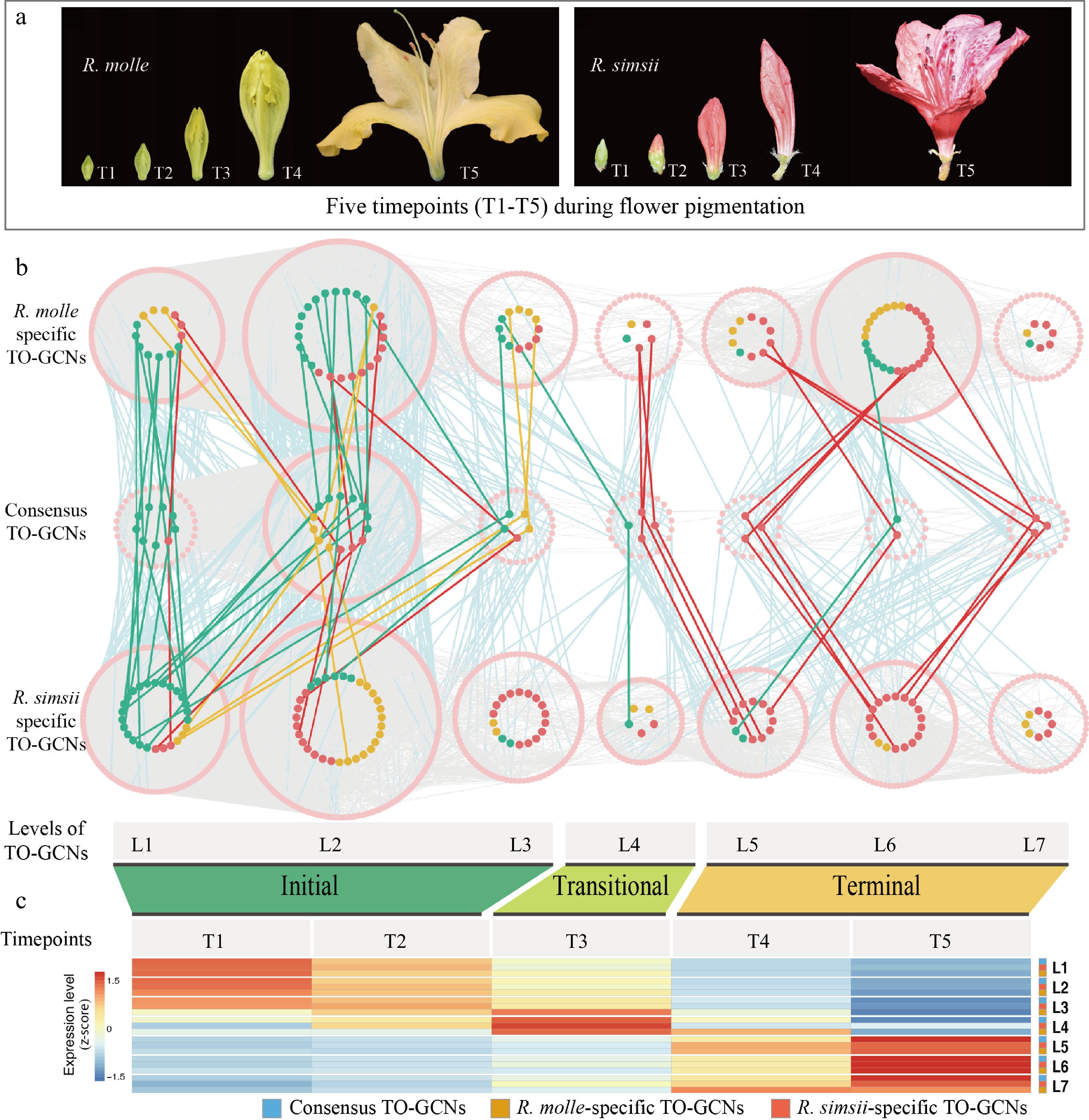 Progress in phylogenetics, multi-omics and flower coloration studies in ...