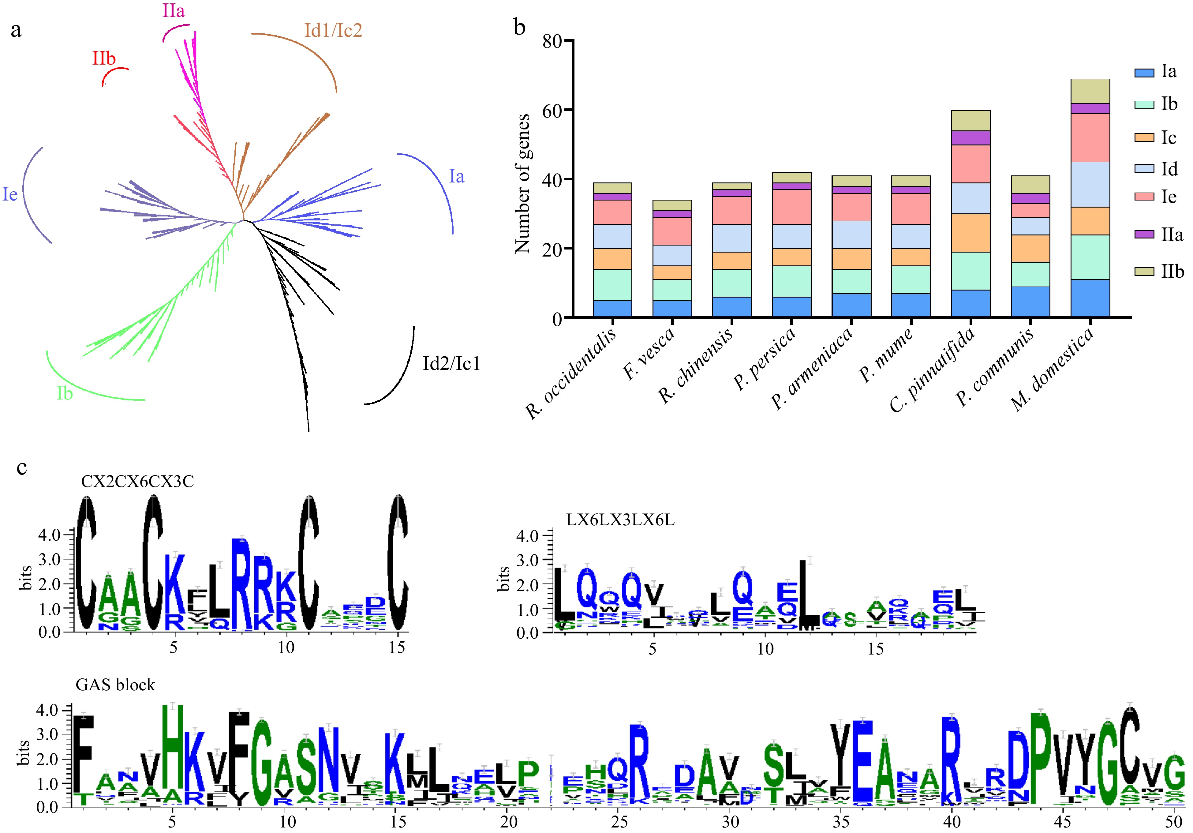 Genome-wide identification and characterization of the Lateral Organ ...