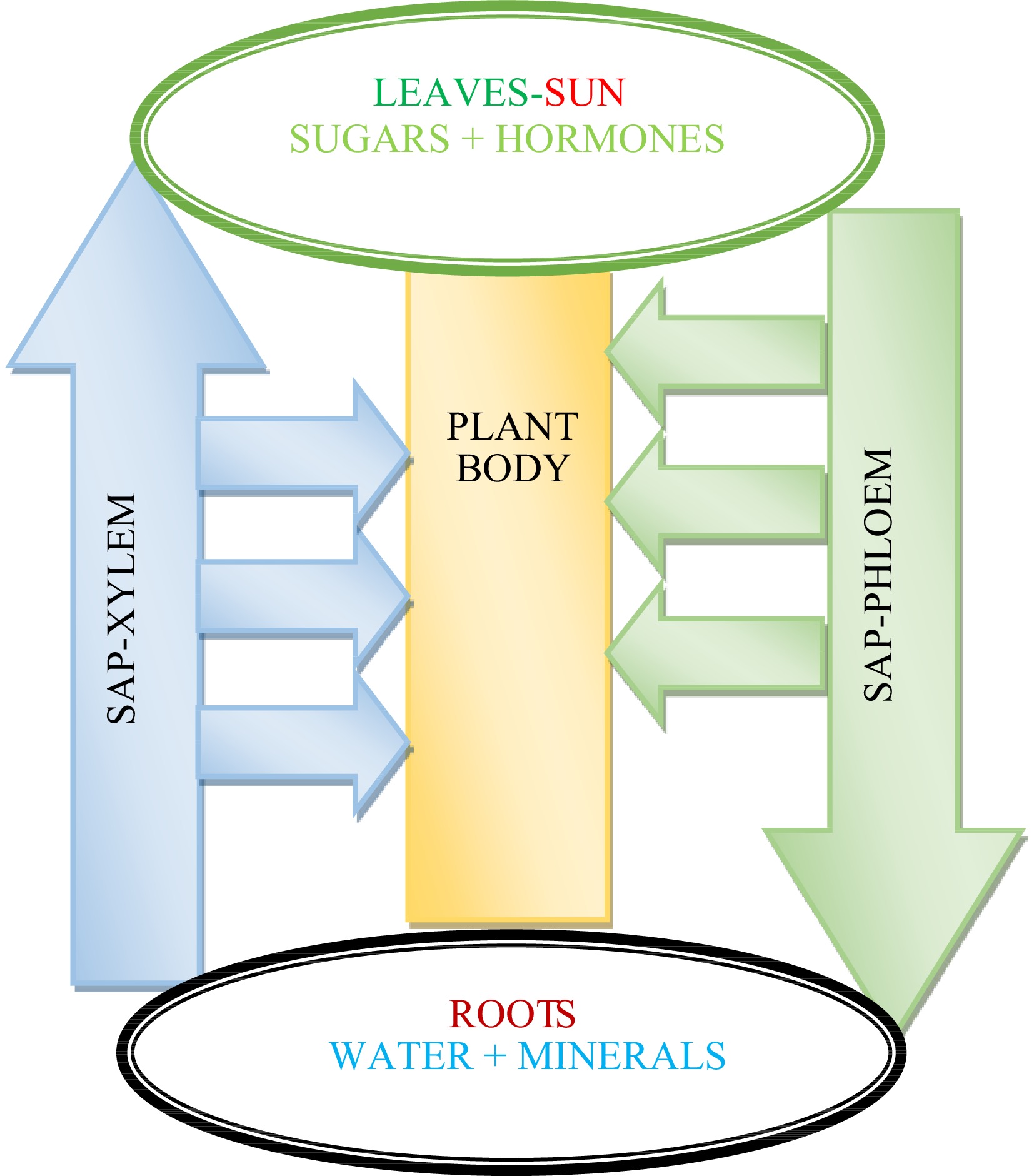 Analysis and control of ornamental plant responses to exposure to ...