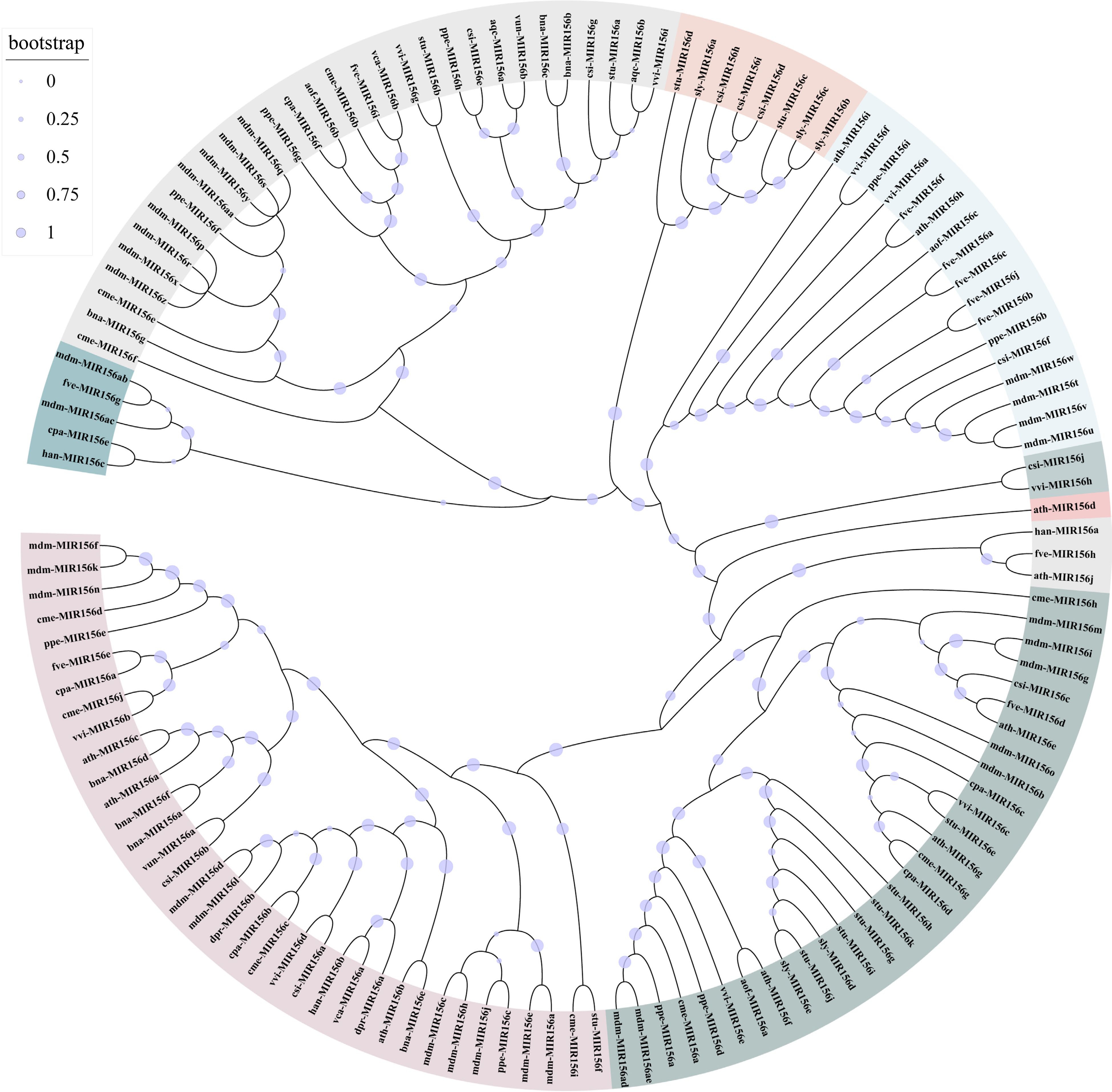 MicroRNA156 a count up timer with potential to enhance horticultural traits
