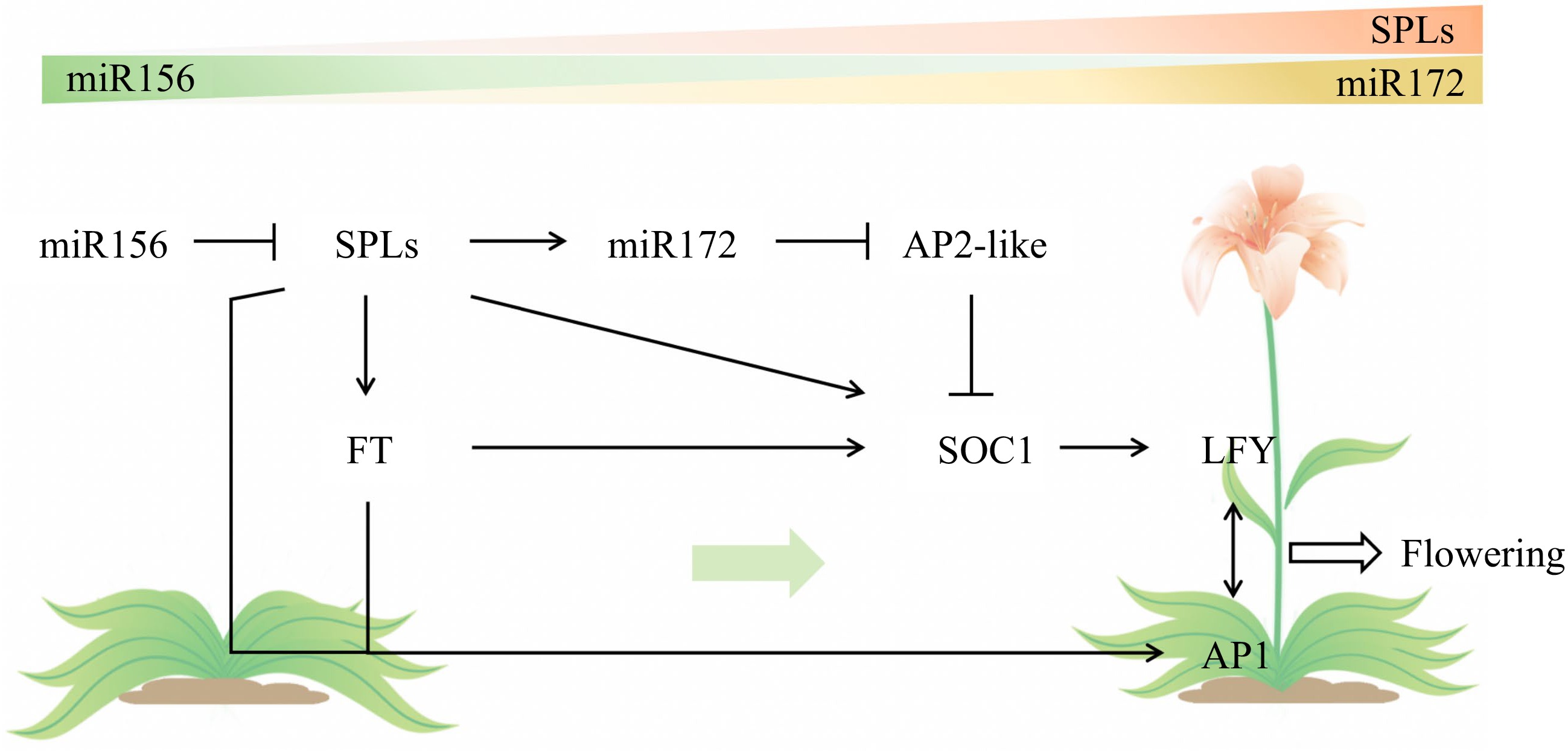 MicroRNA156 a count up timer with potential to enhance horticultural traits