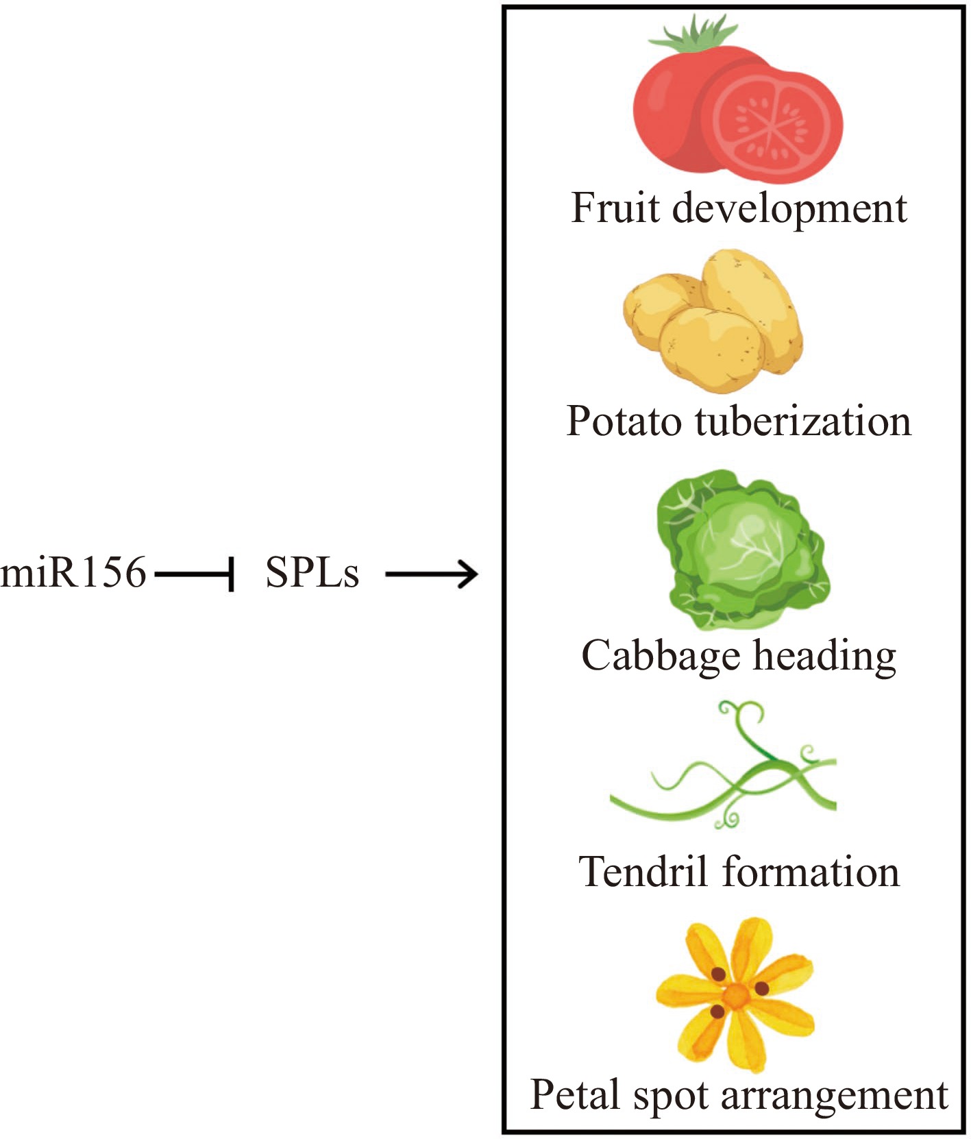 MicroRNA156 a count up timer with potential to enhance horticultural traits