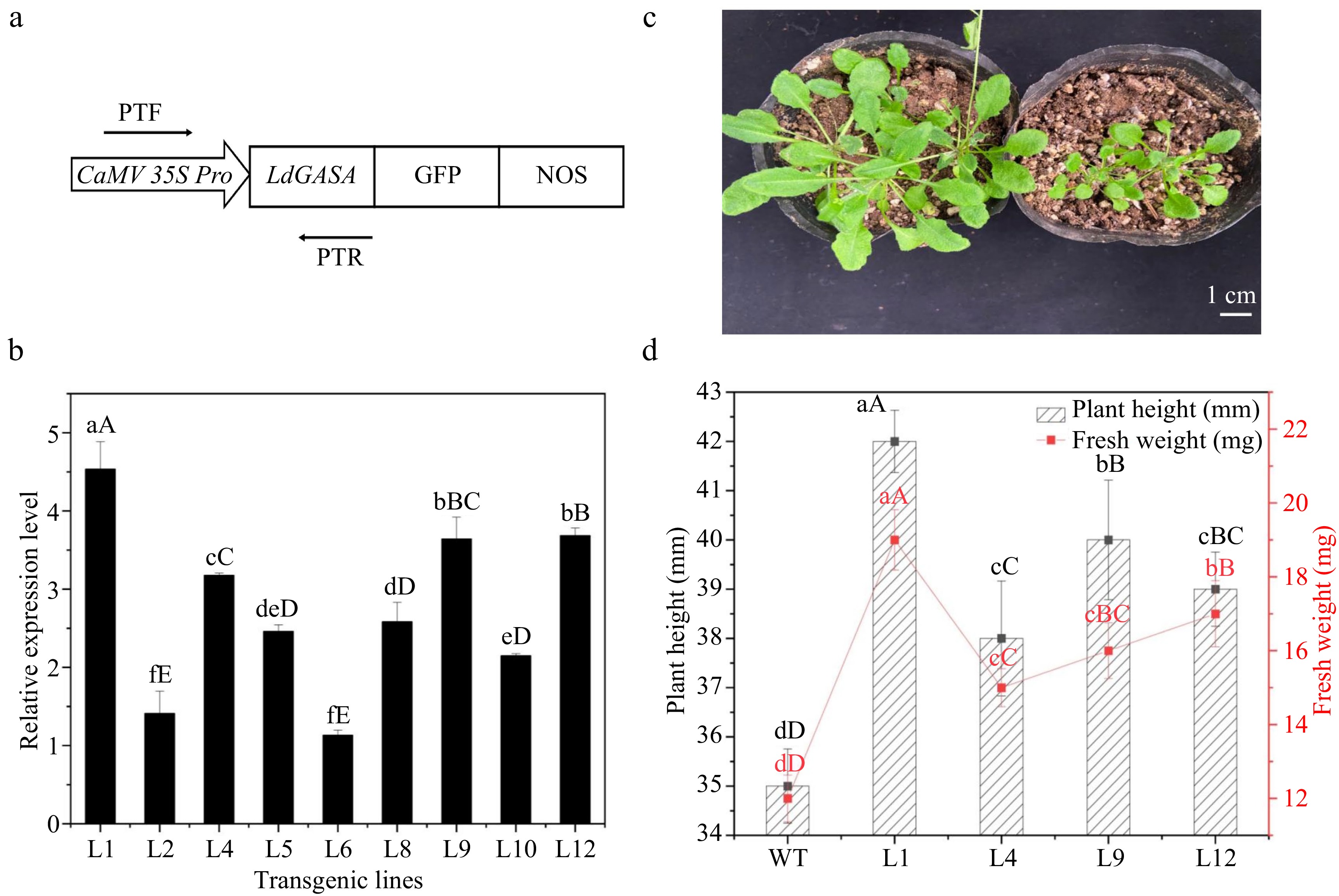 iTRAQ-base quantitative proteomic analysis of bulblets development in ...