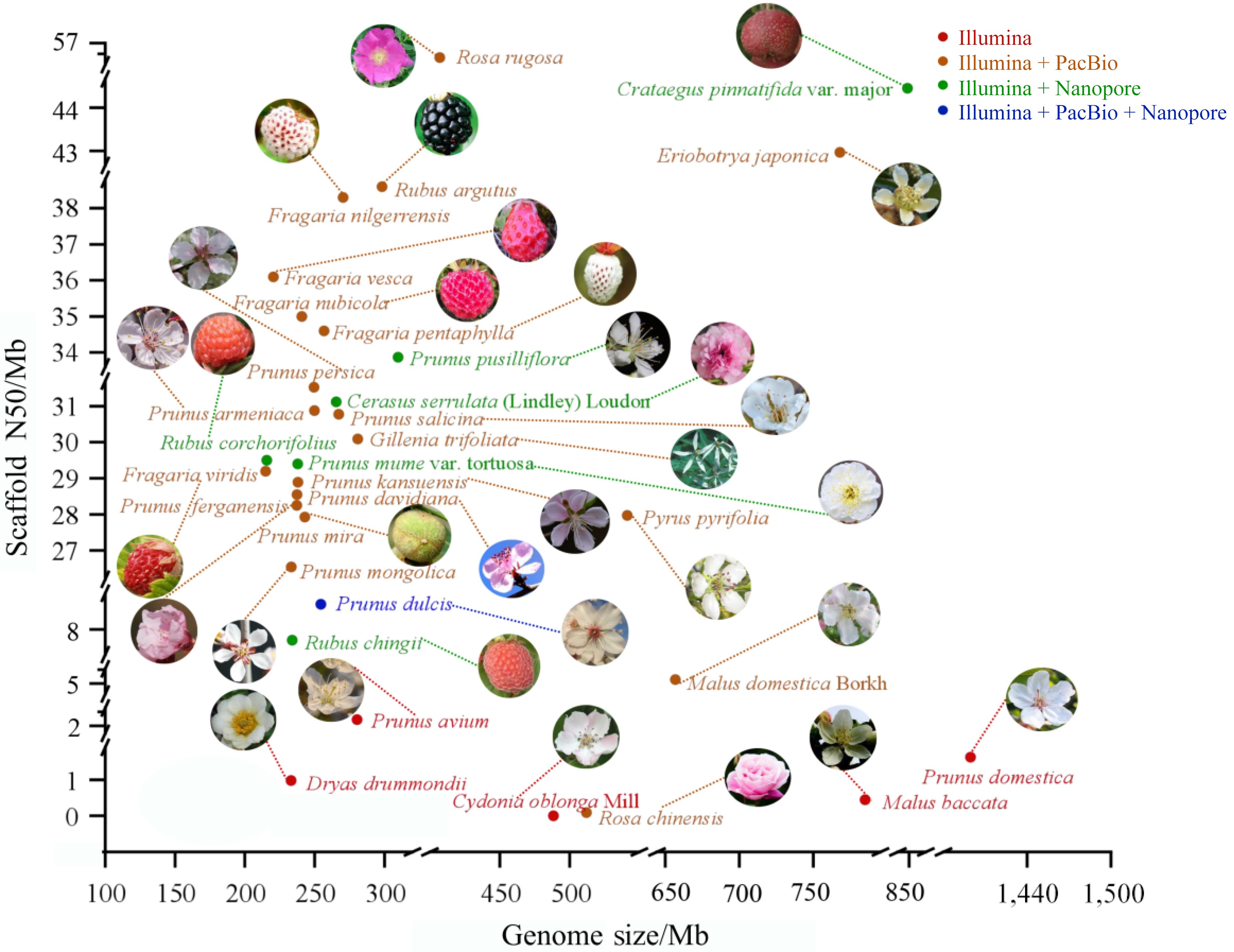 Advances in the omics research of Rosaceae
