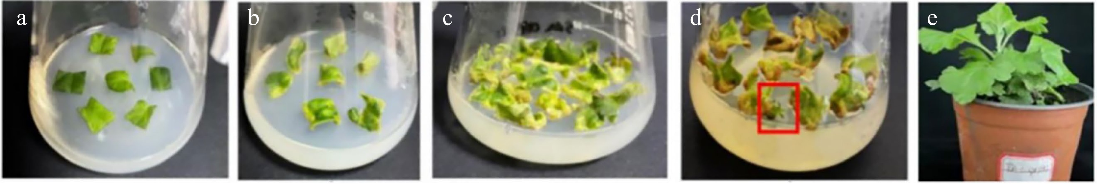 Establishment of a CRISPR/Cas9 gene-editing system for Chrysanthemum ...