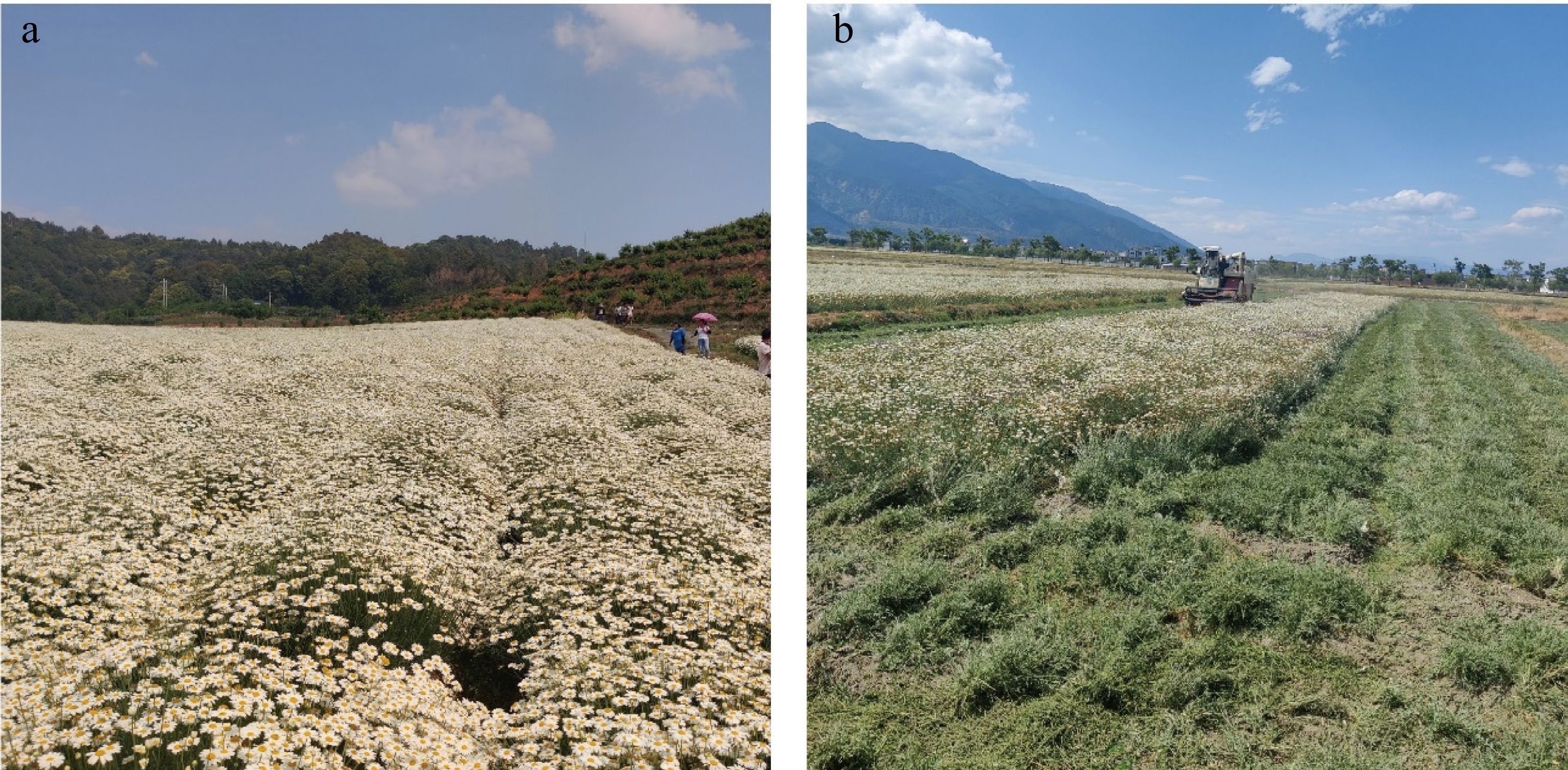 Pyrethrins in Tanacetum cinerariifolium biosynthesis, regulation, and ...
