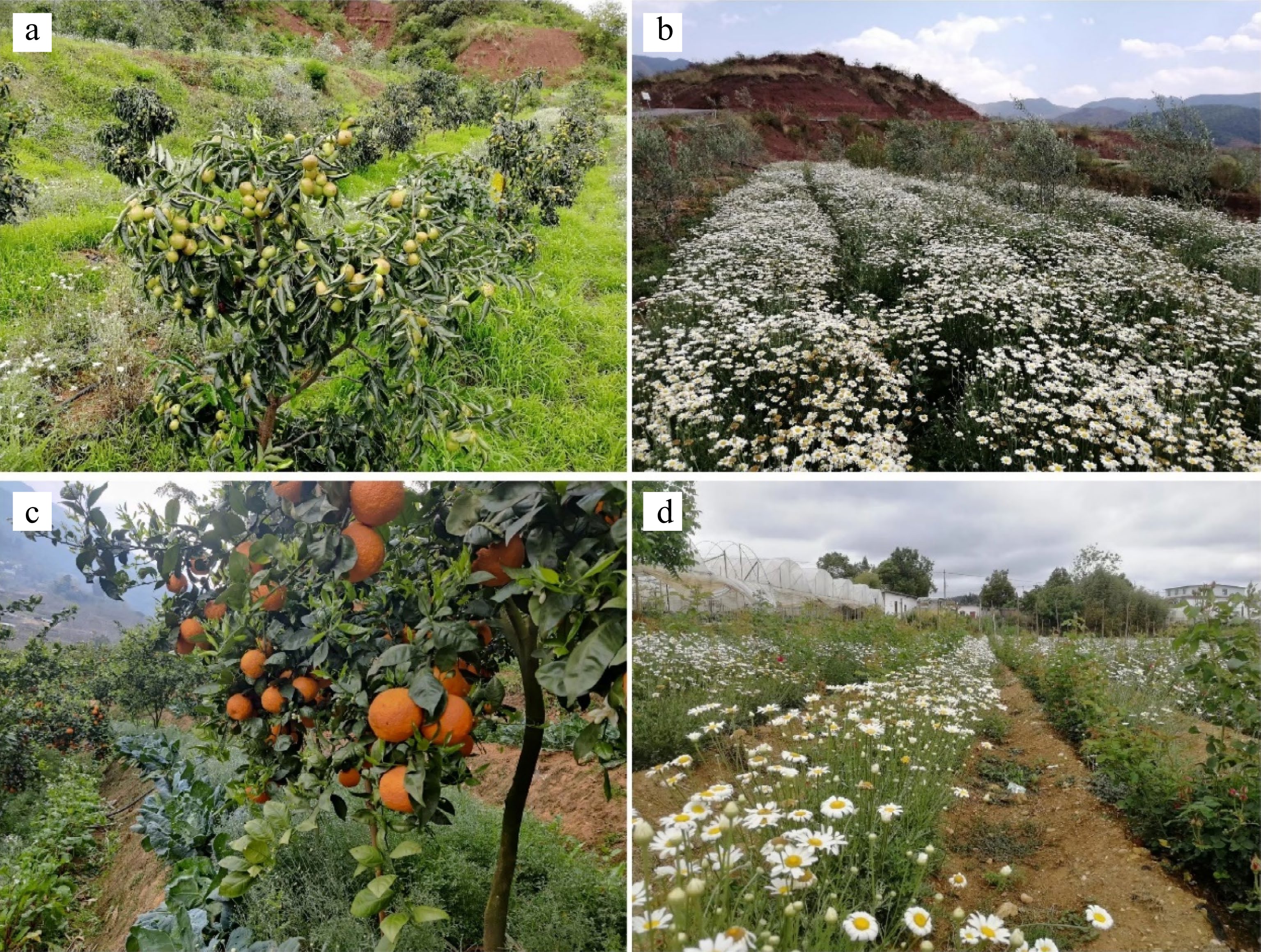 Pyrethrins in Tanacetum cinerariifolium biosynthesis, regulation, and ...