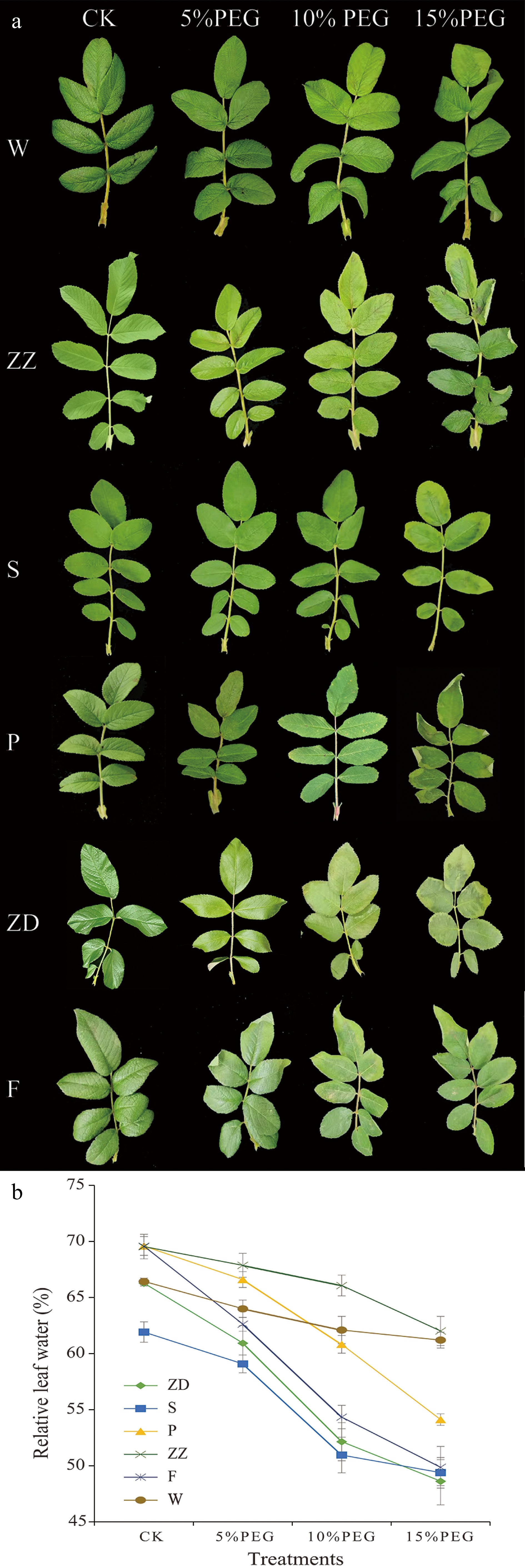 Comparison of microstructure and physiological response of the leaves ...