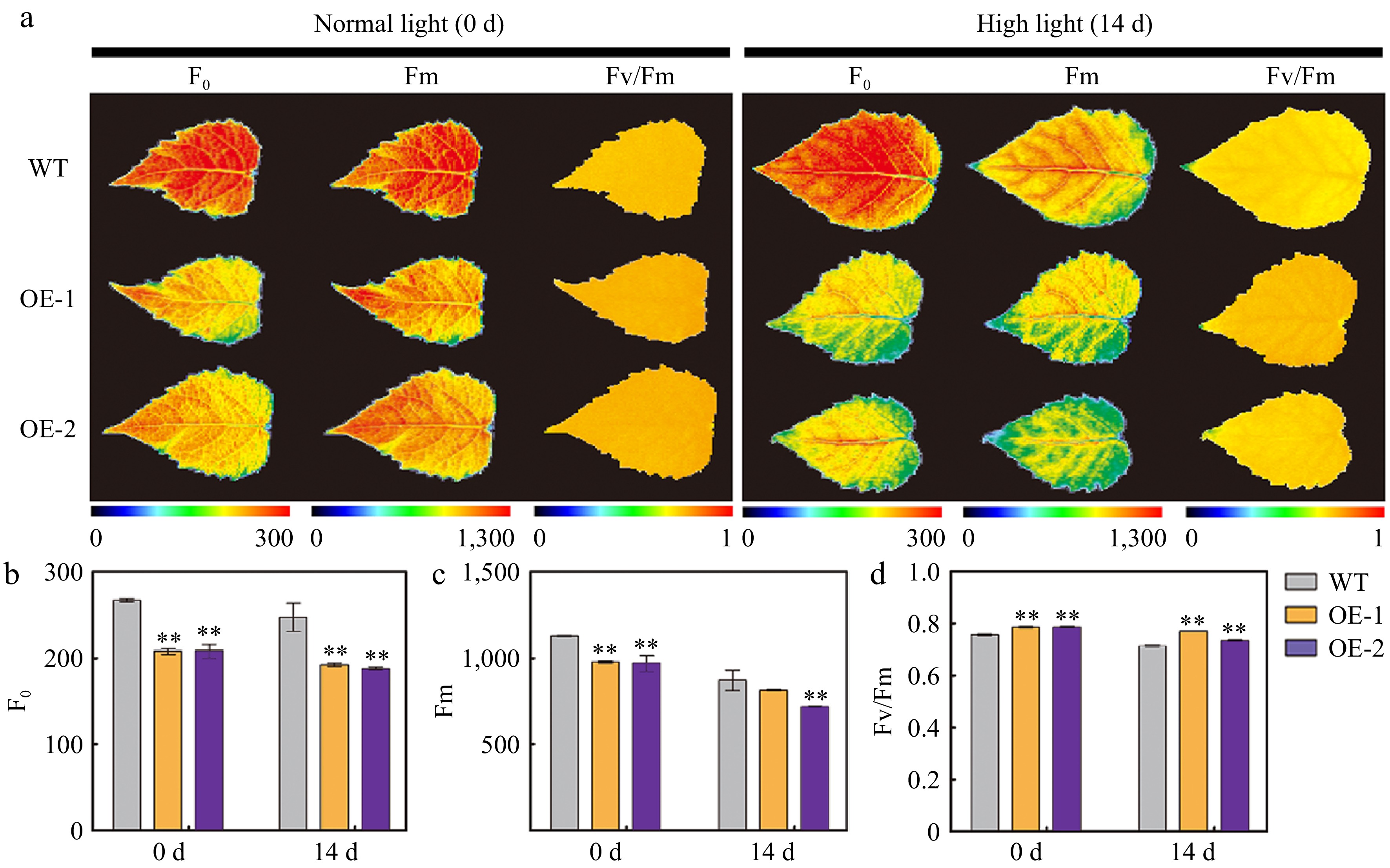 Chlorophyll-binding protein AtSep2 overexpression causes leaf yellowing ...