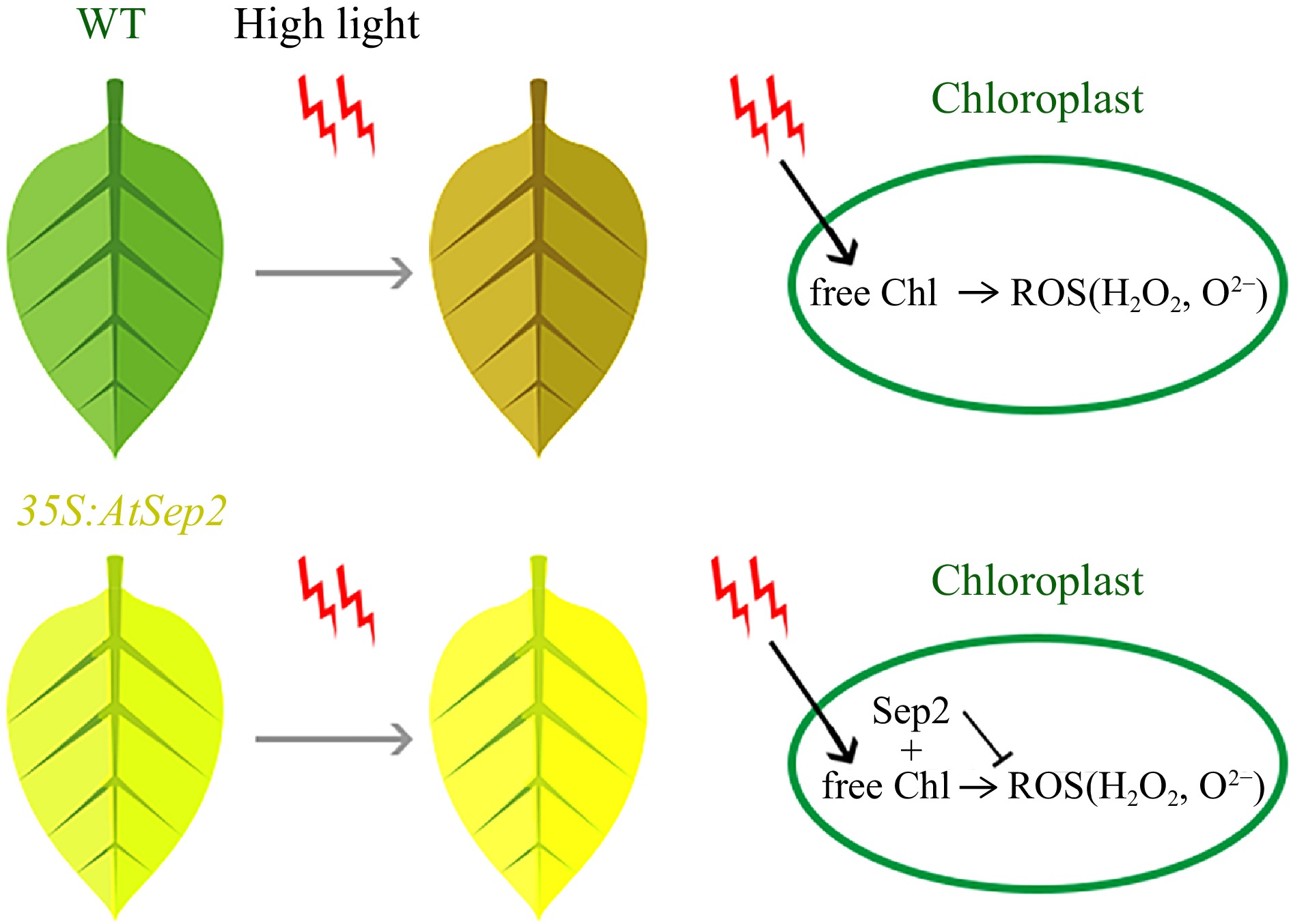 Chlorophyll-binding protein AtSep2 overexpression causes leaf yellowing ...