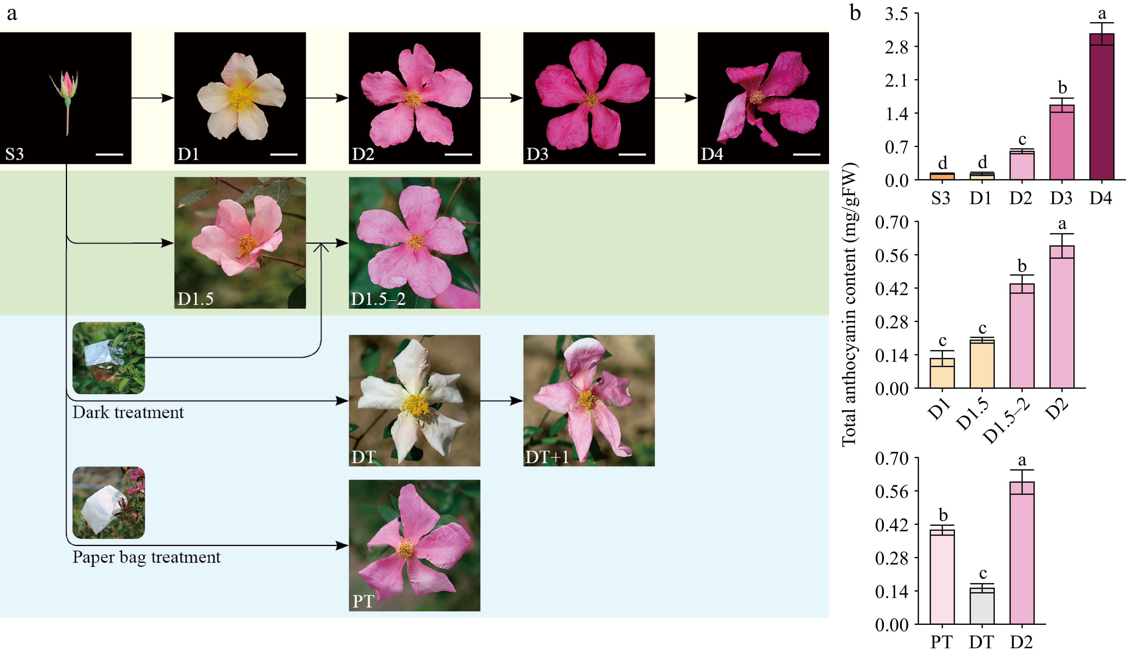 Anthocyanin contents and molecular changes in rose petals during the post-anthesis color transition