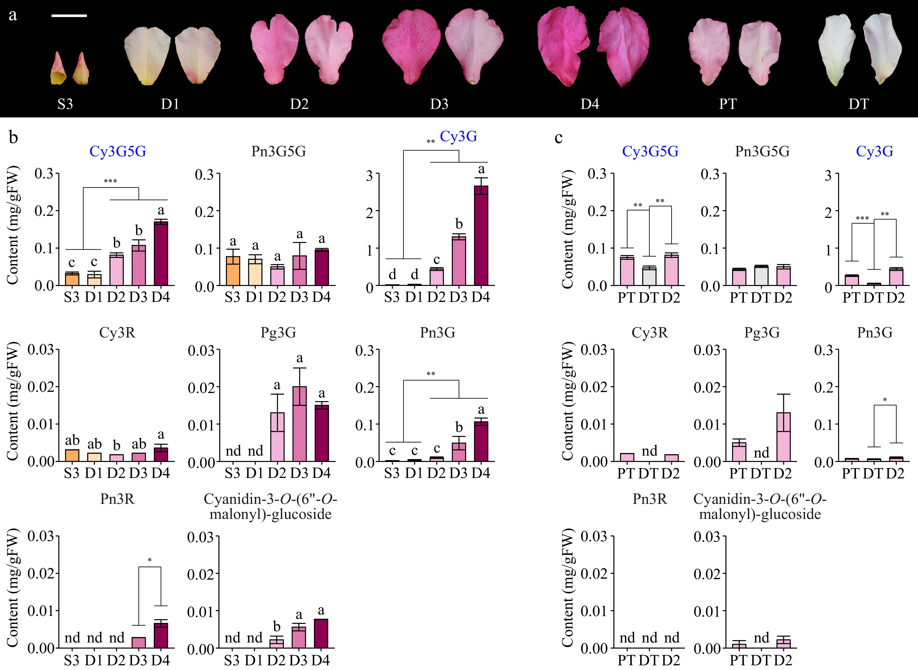 Anthocyanin contents and molecular changes in rose petals during the ...