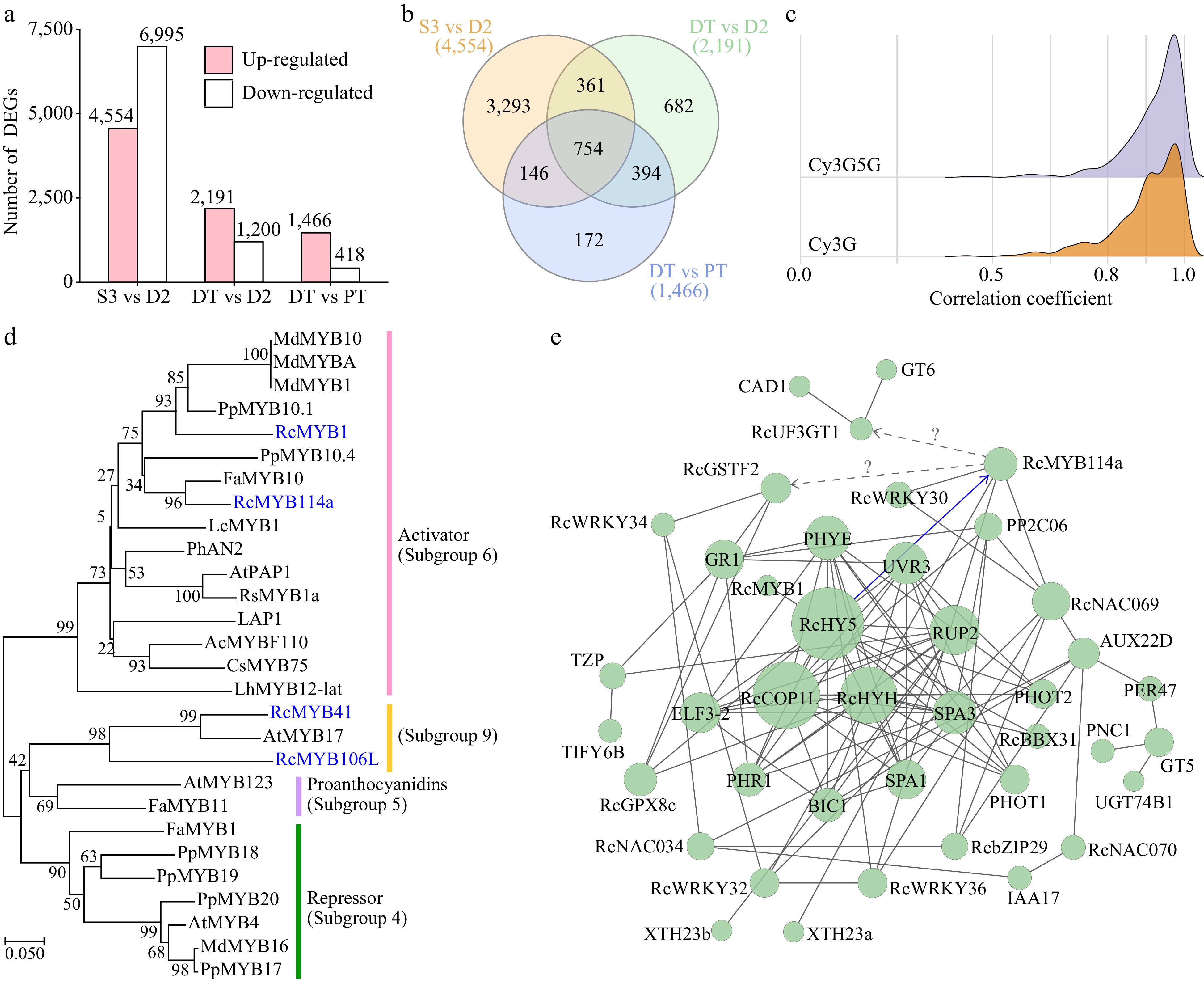 Anthocyanin contents and molecular changes in rose petals during the ...