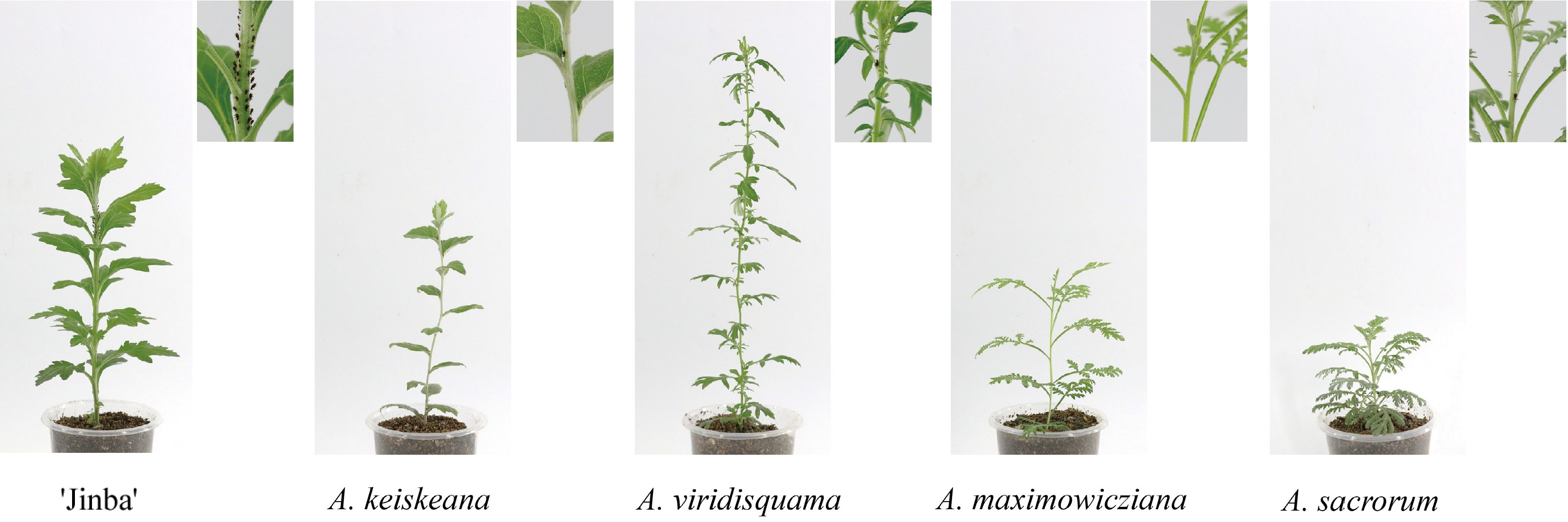 Bioactive components and antimicrobial potential of extracts from ...