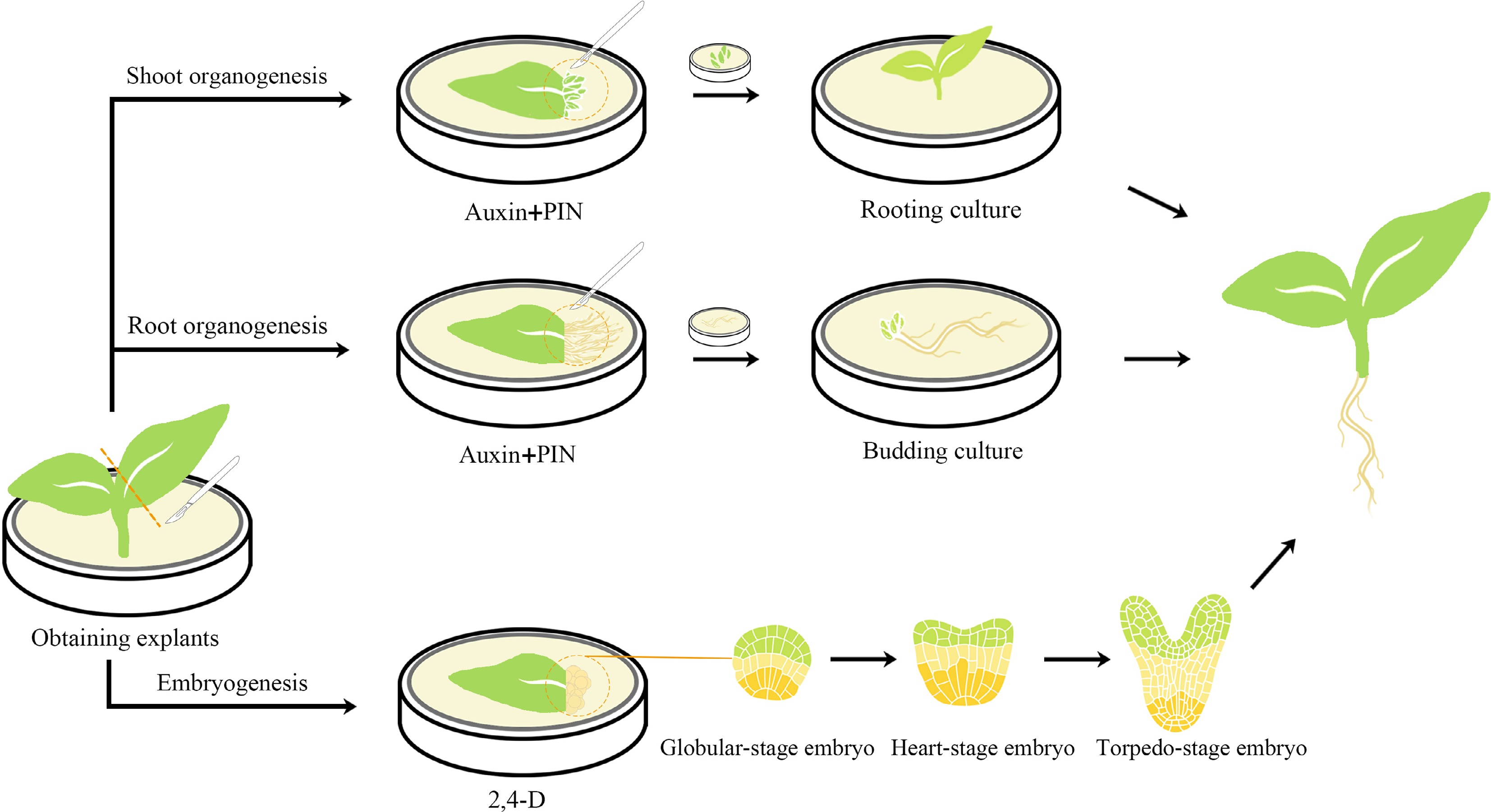 Regeneration of ornamental plants current status and prospects