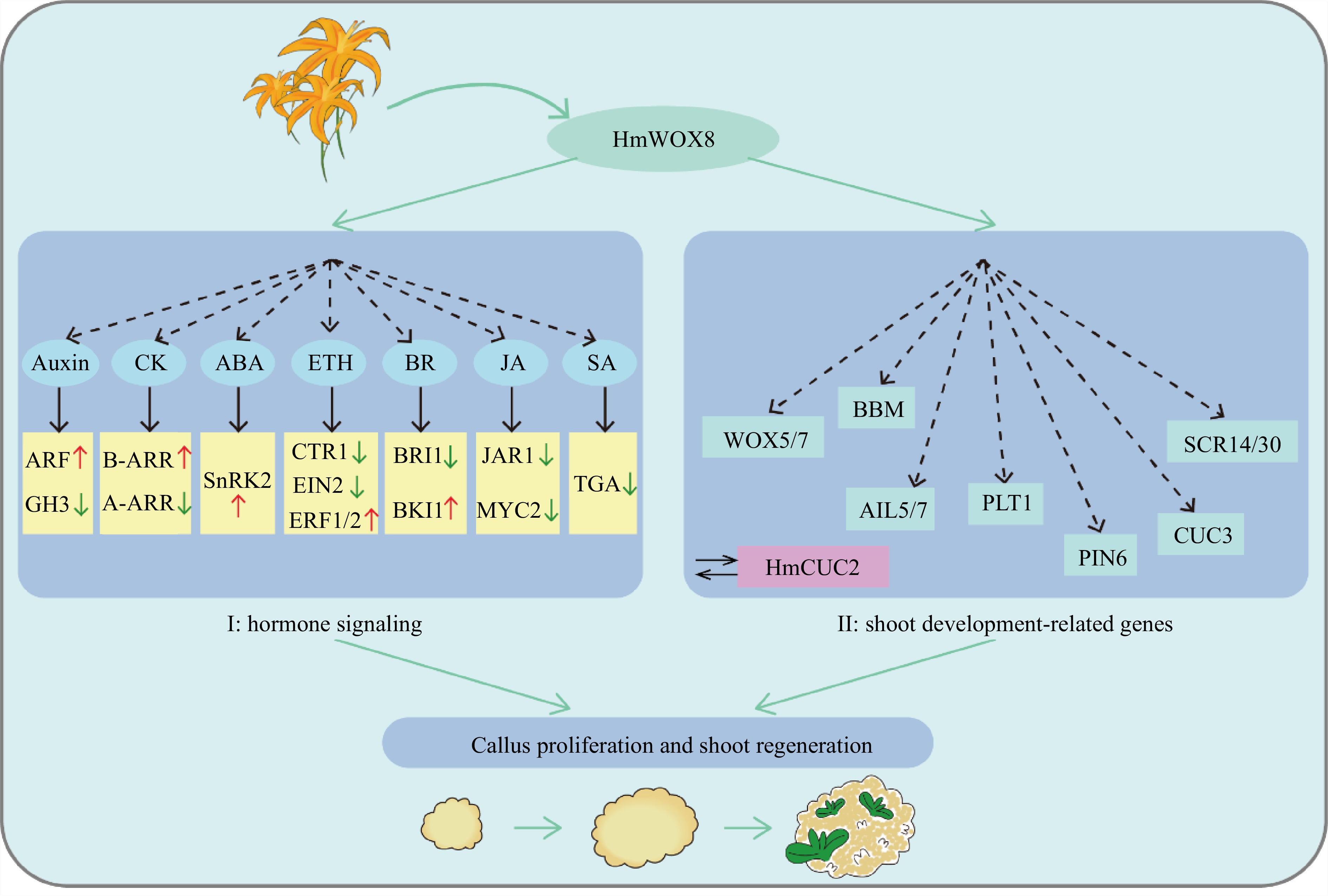 Overexpression of HmWOX8 promotes callus proliferation and shoot ...
