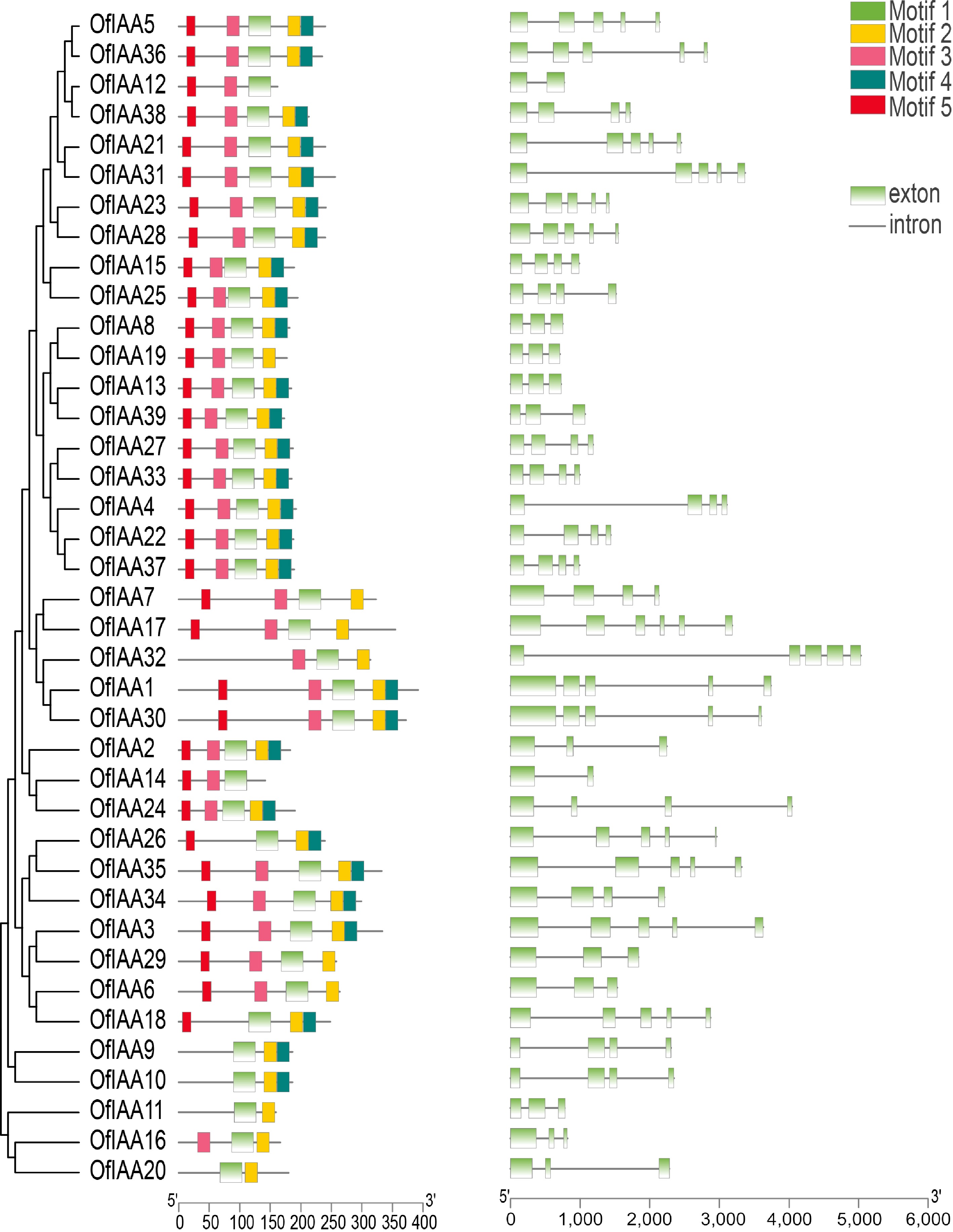 Aux/IAA gene family identification and analysis reveals roles in flower ...